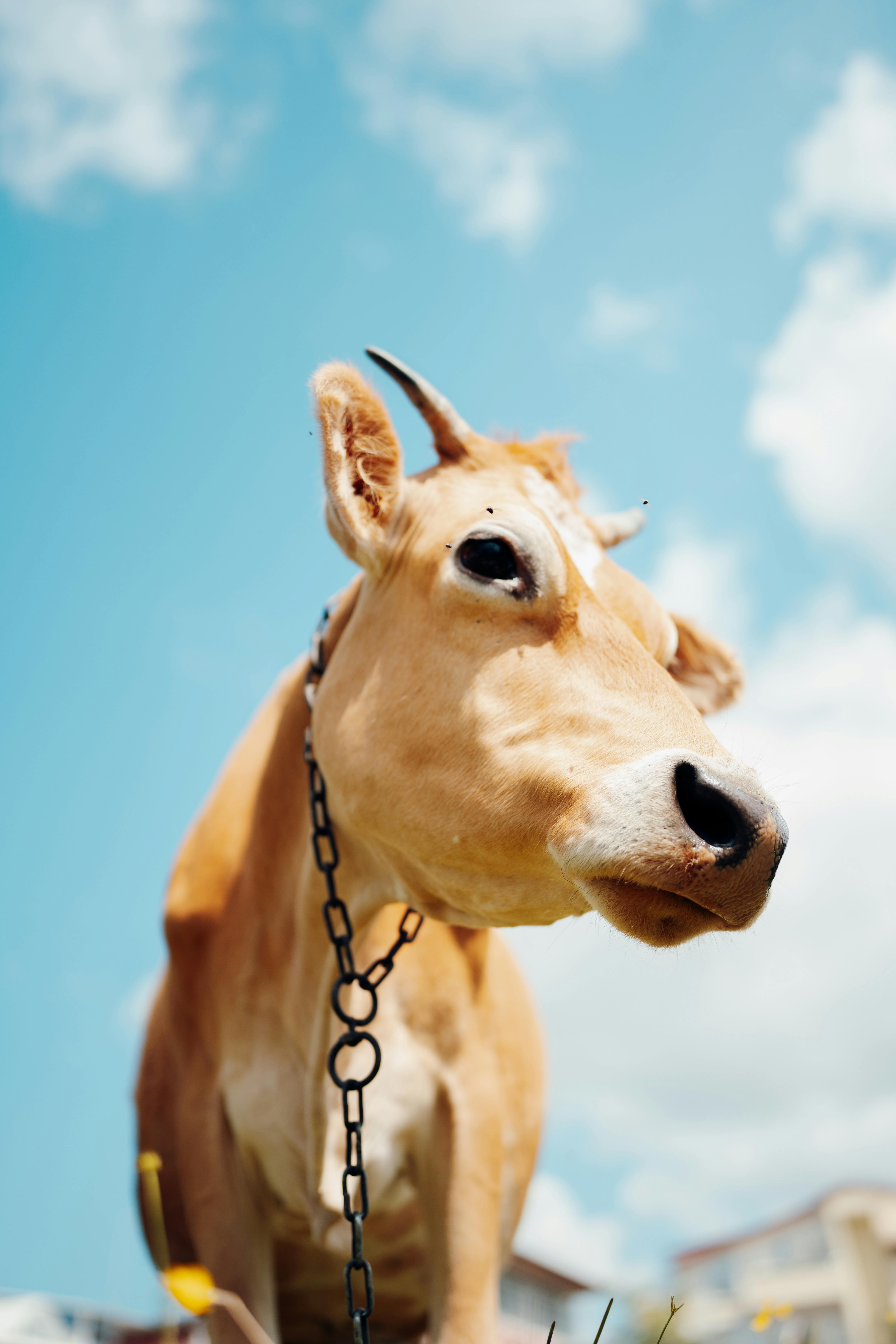 Head of Cow · Free Stock Photo