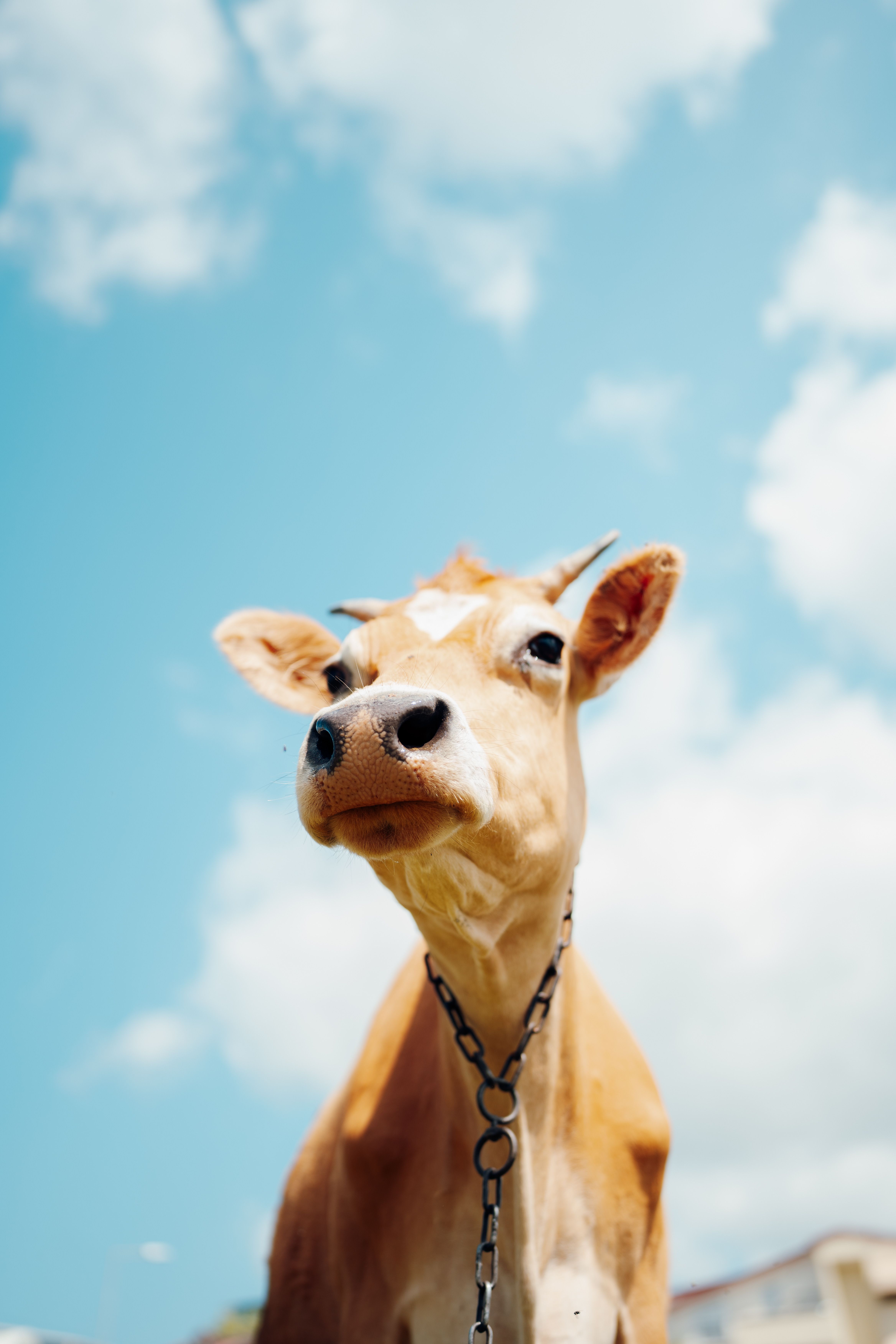 A cow with a chain around its neck · Free Stock Photo