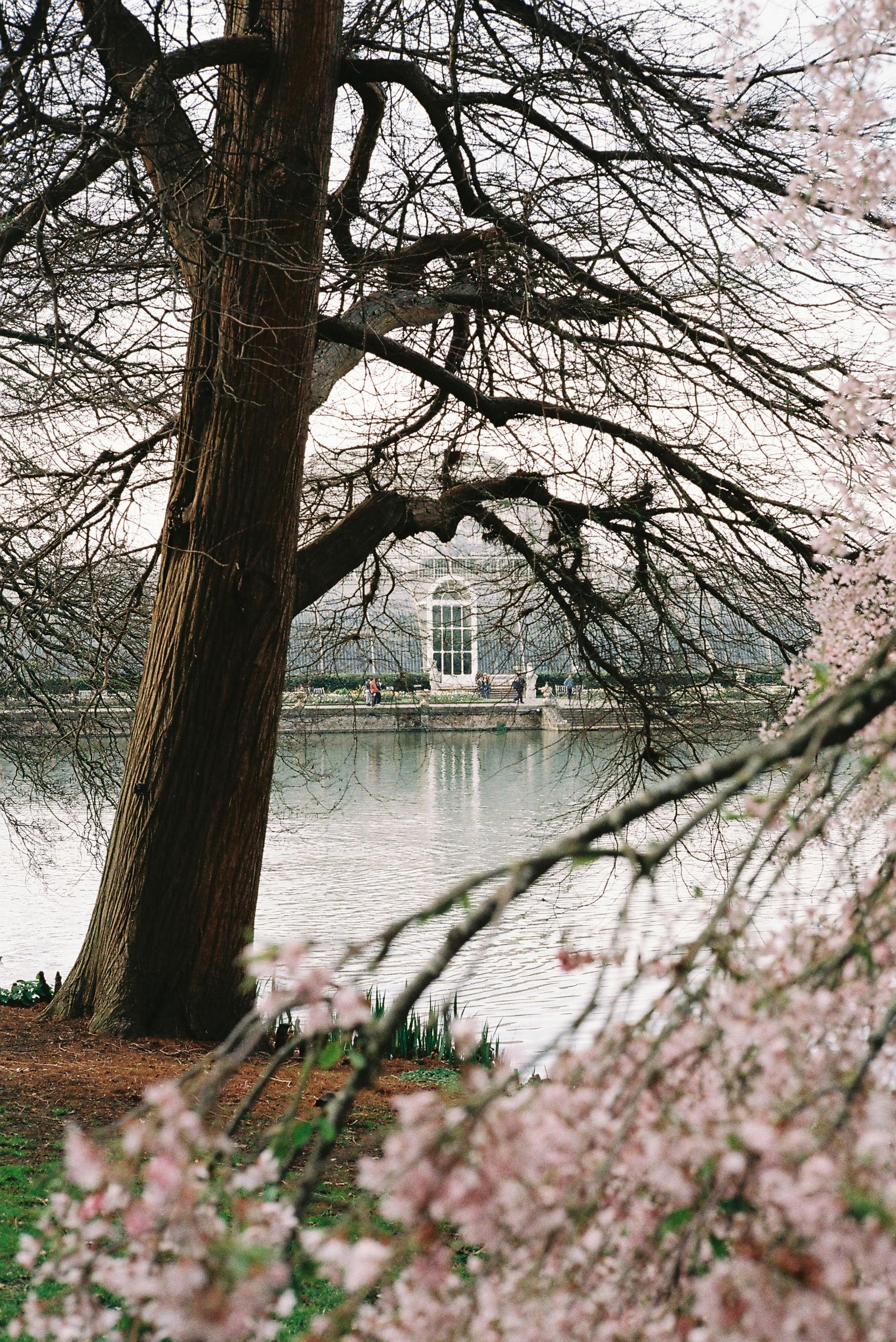 Cherry Blossoms on Tree near Lake at Park · Free Stock Photo