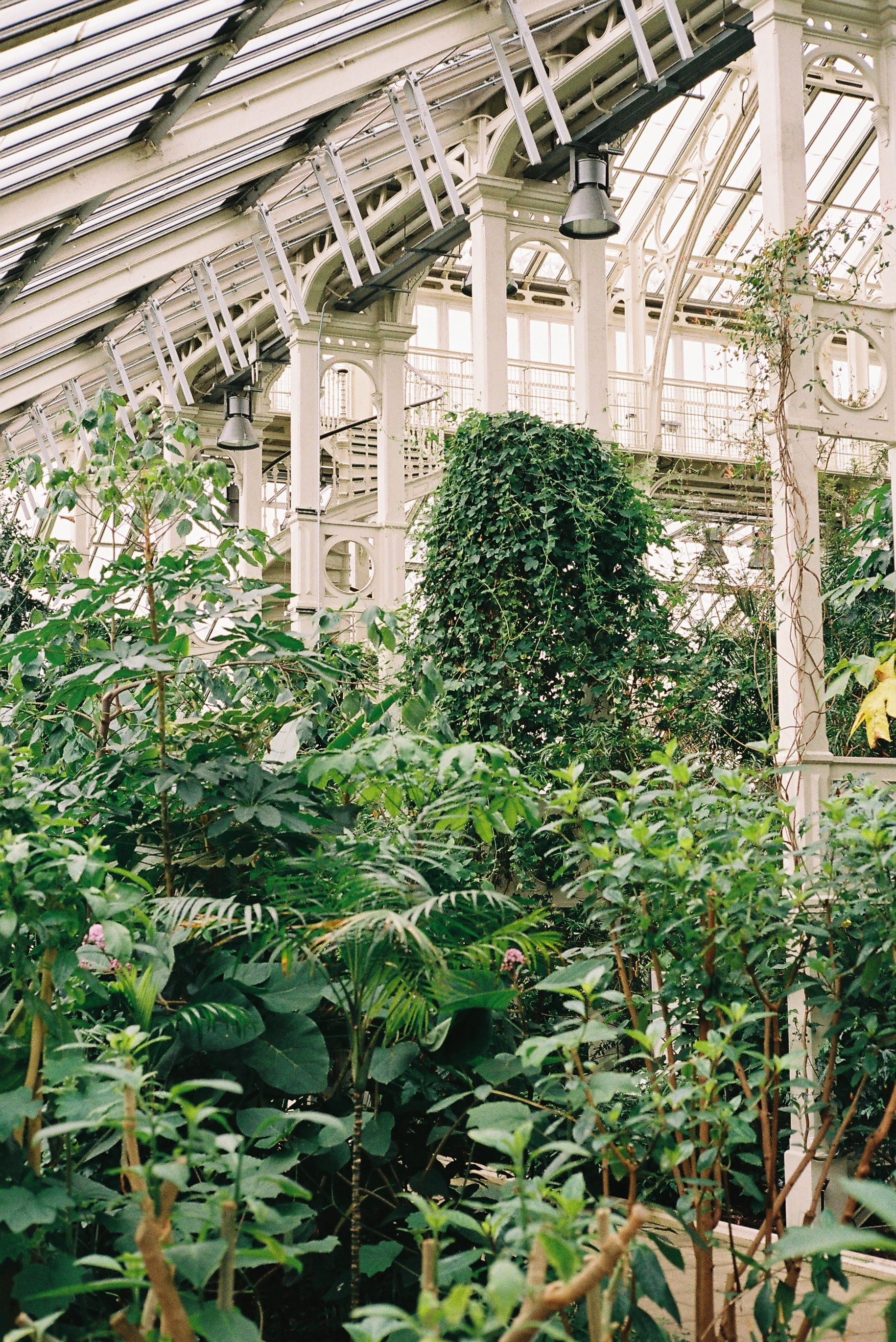Lush Greenery Inside an Old Glass Greenhouse · Free Stock Photo