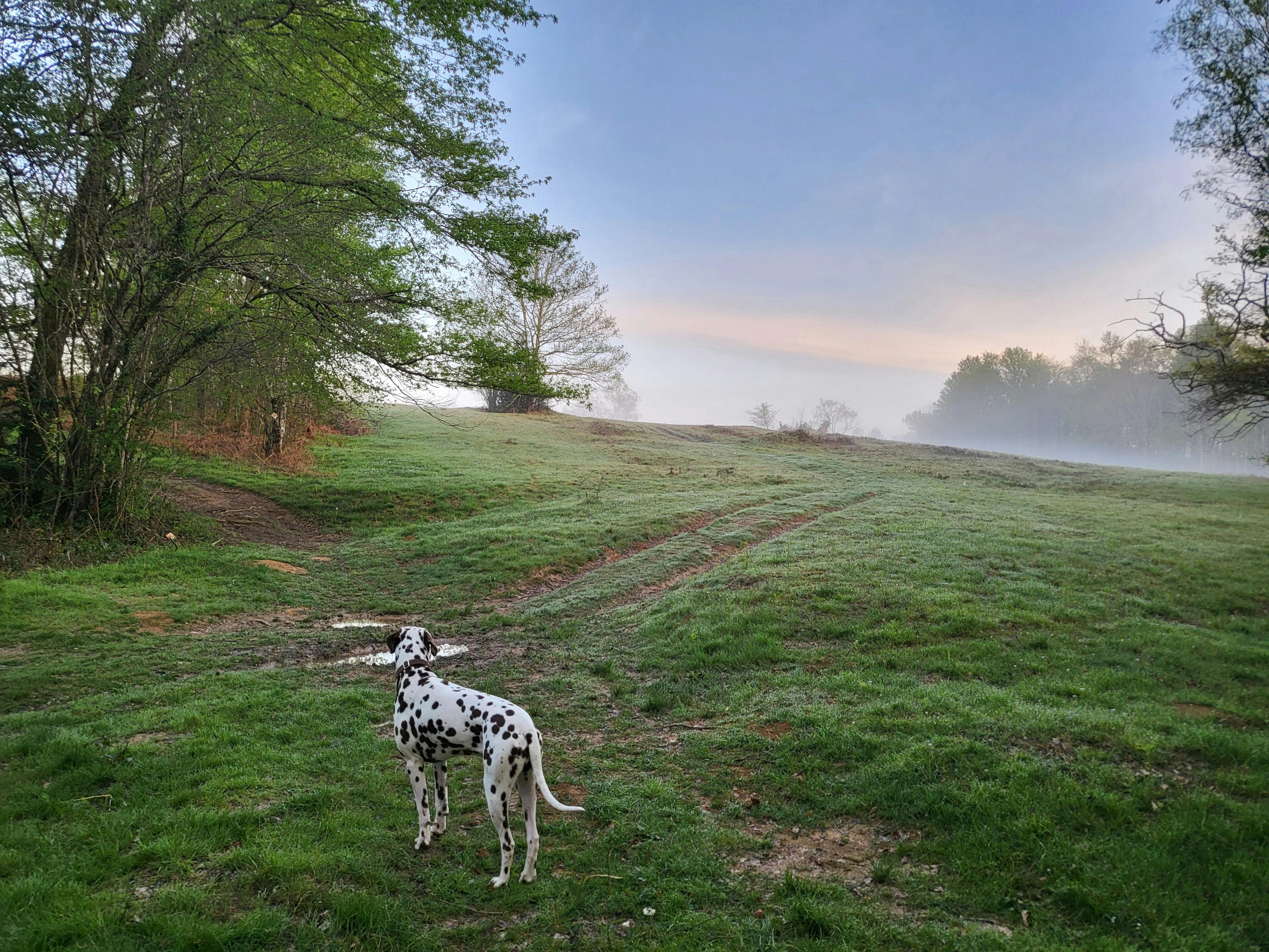 Dalmatian Dog in Countryside · Free Stock Photo