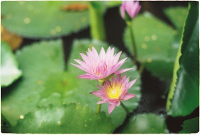 Flowers On Water Photos, Download The BEST Free Flowers On Water Stock ...