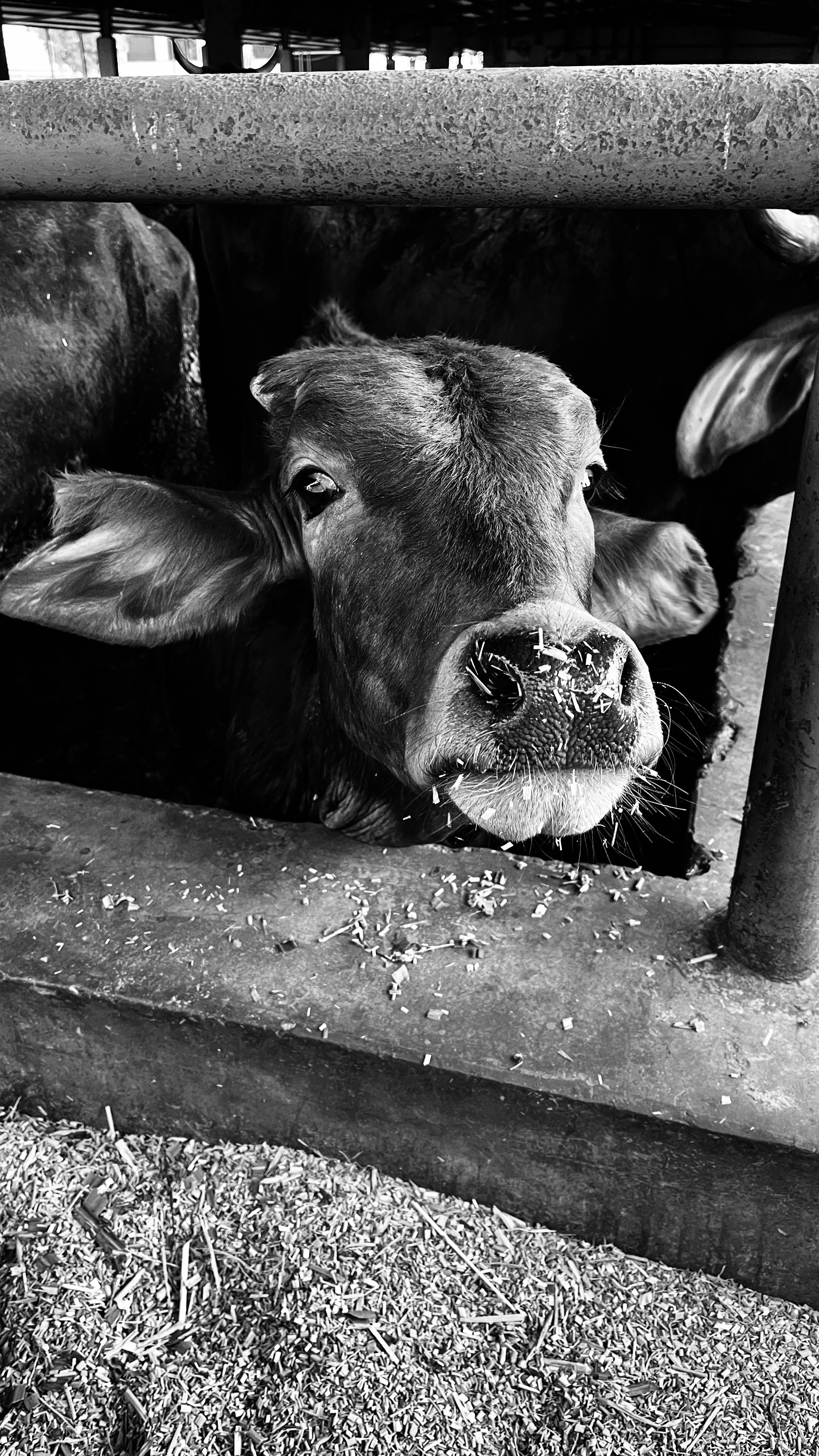 Cute Cow · Free Stock Photo