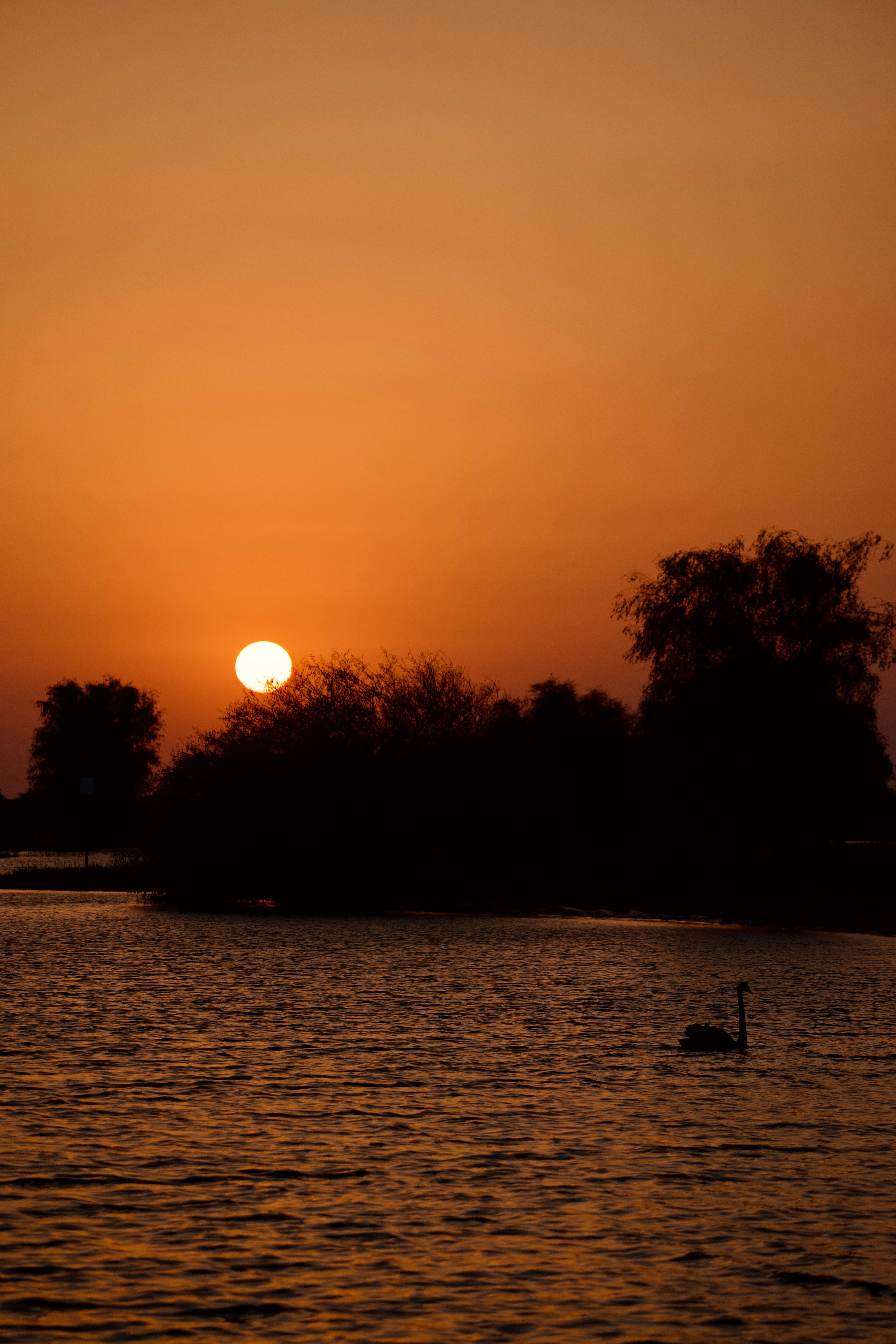 Swan in Lake at Sunset · Free Stock Photo