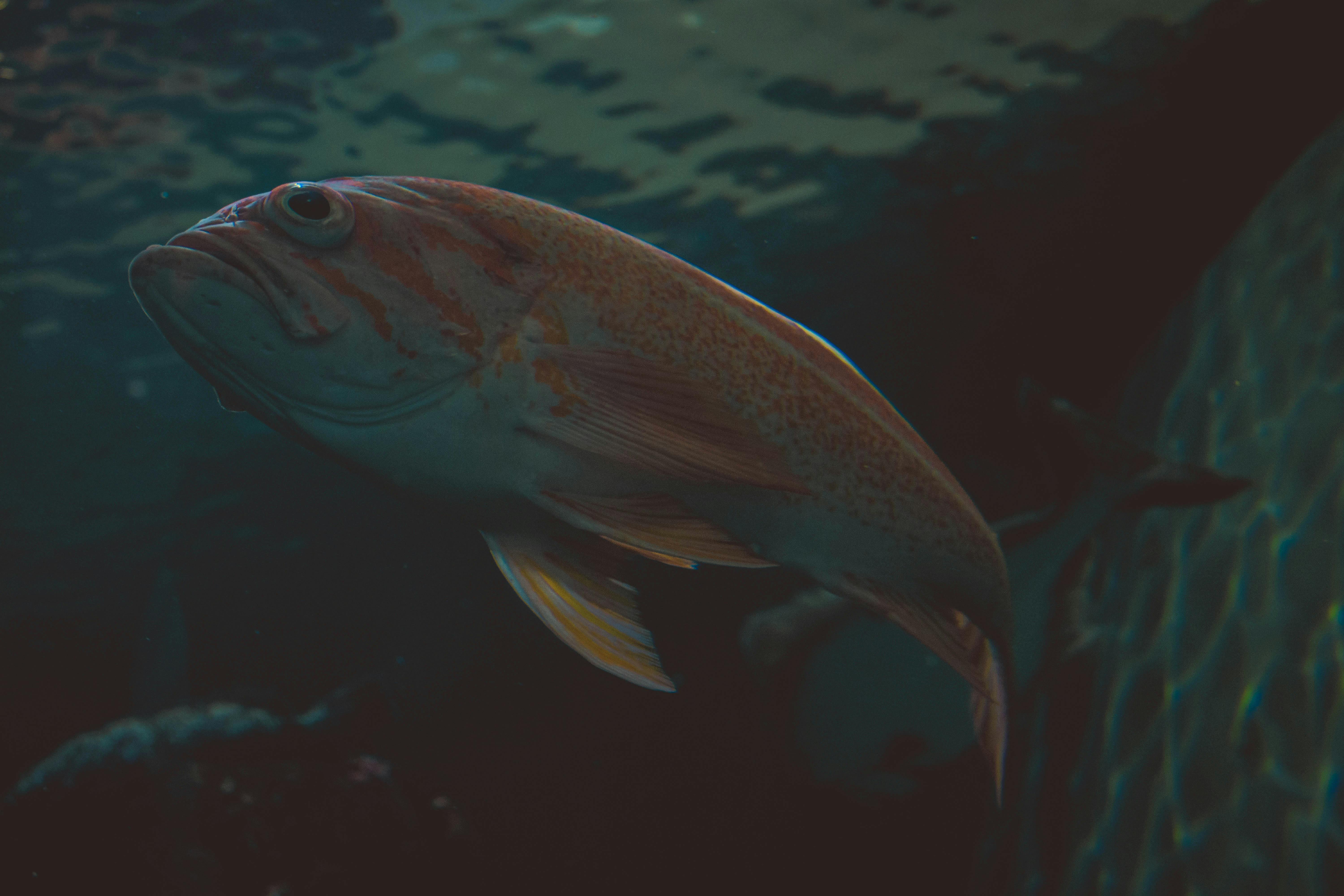 Black Gray Fish on Focus Photo · Free Stock Photo