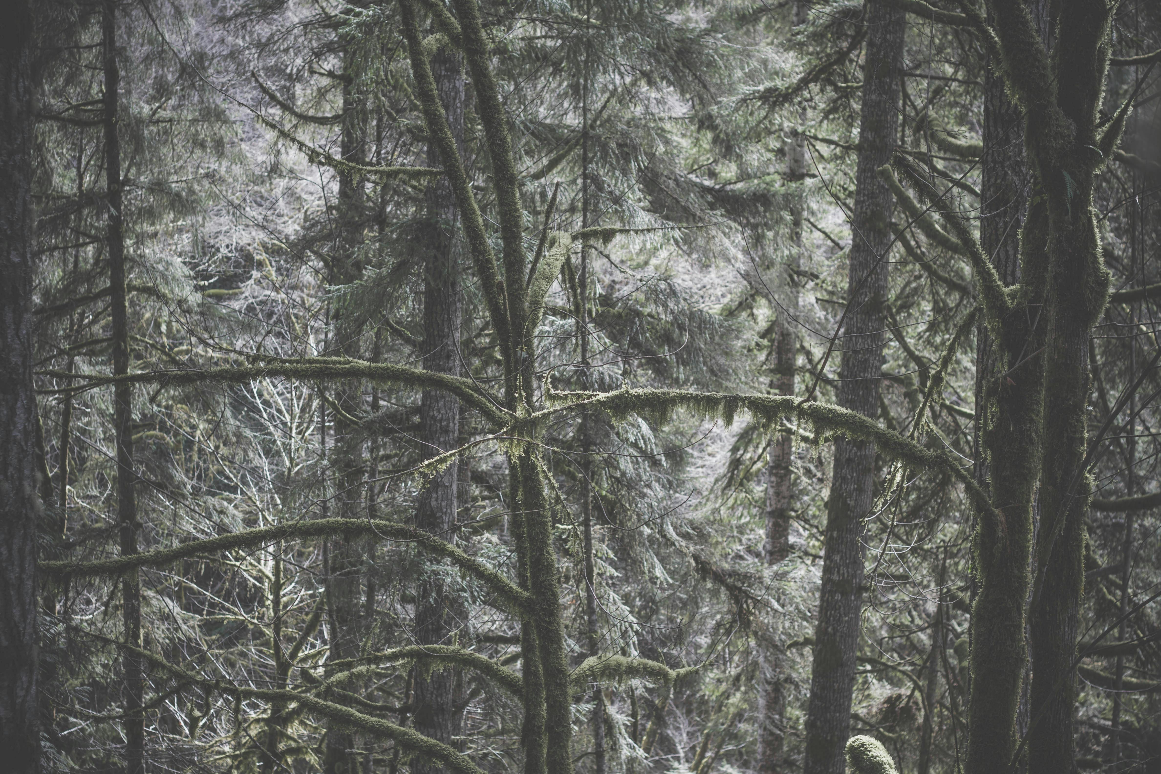 Grayscale Photography of Forest · Free Stock Photo