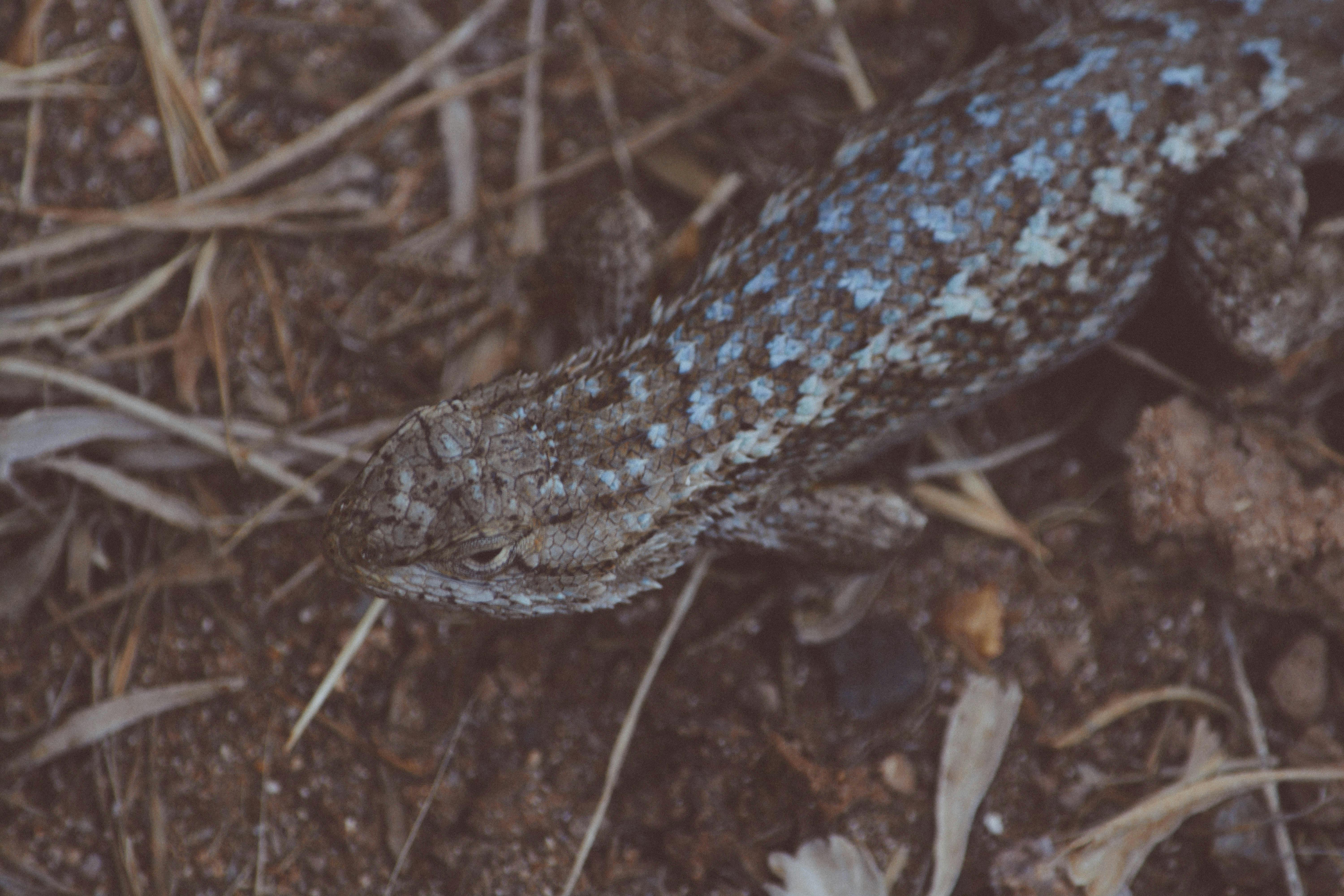 Gray Skink · Free Stock Photo
