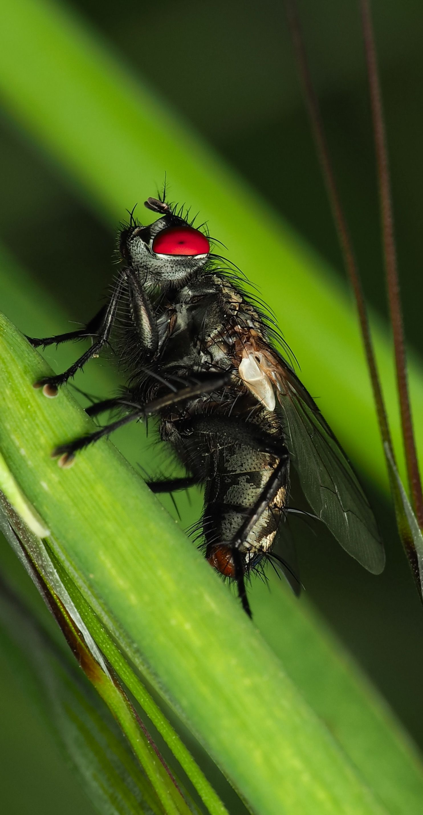 Close up of a Fly · Free Stock Photo