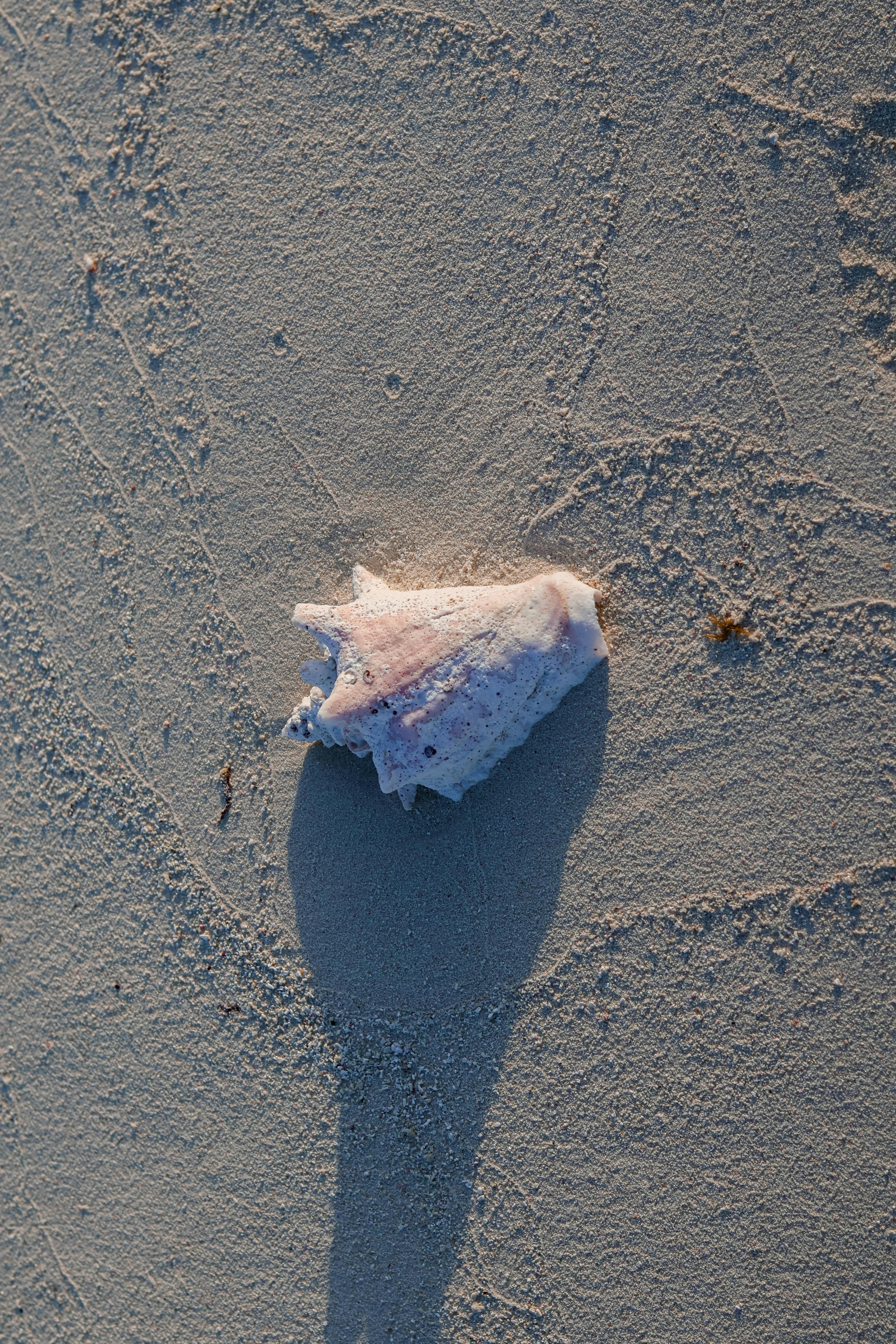 Top View of a Conch · Free Stock Photo
