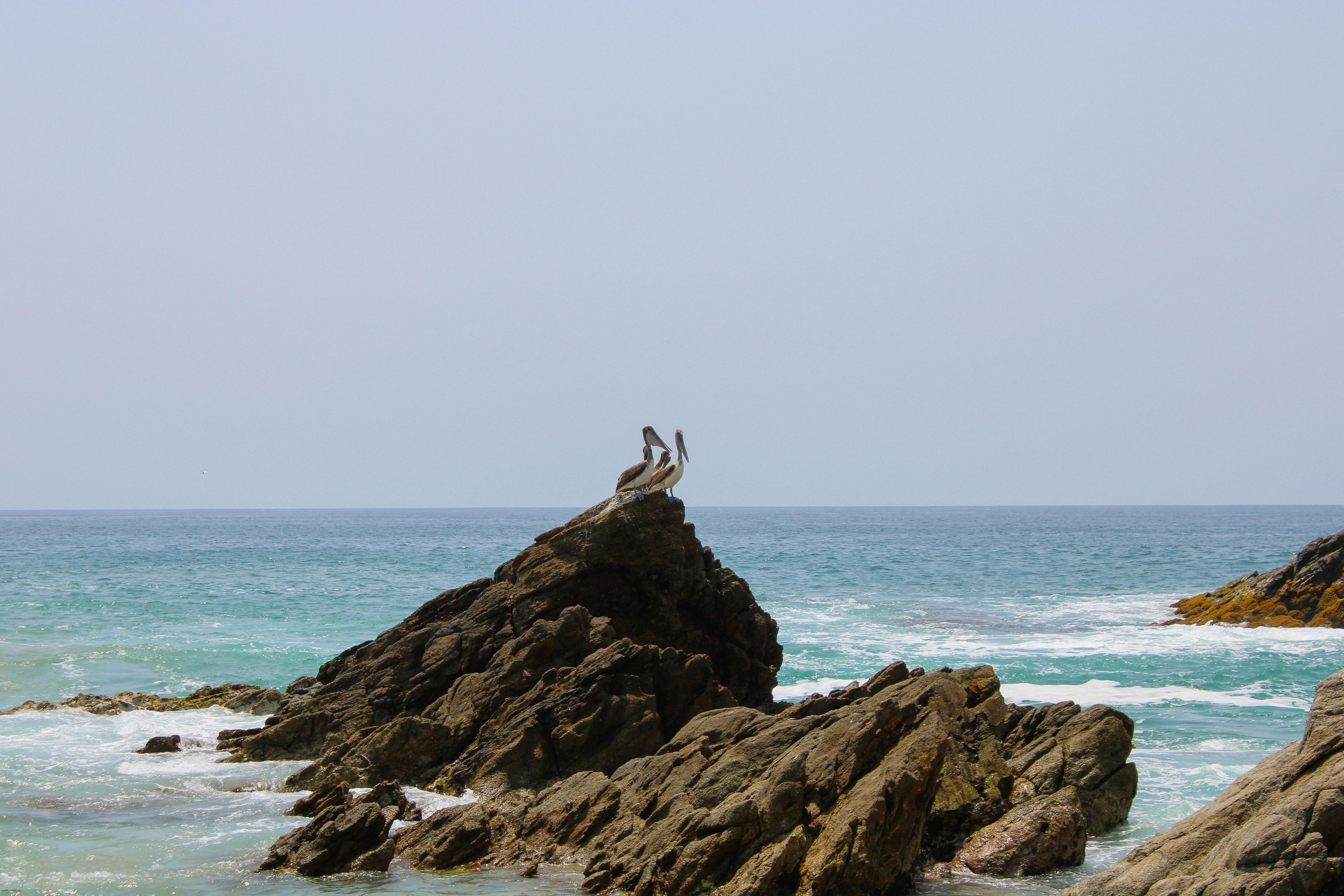 Free+Bird+Pictures+To+Print Photos, Download The BEST Free Free+Bird ...