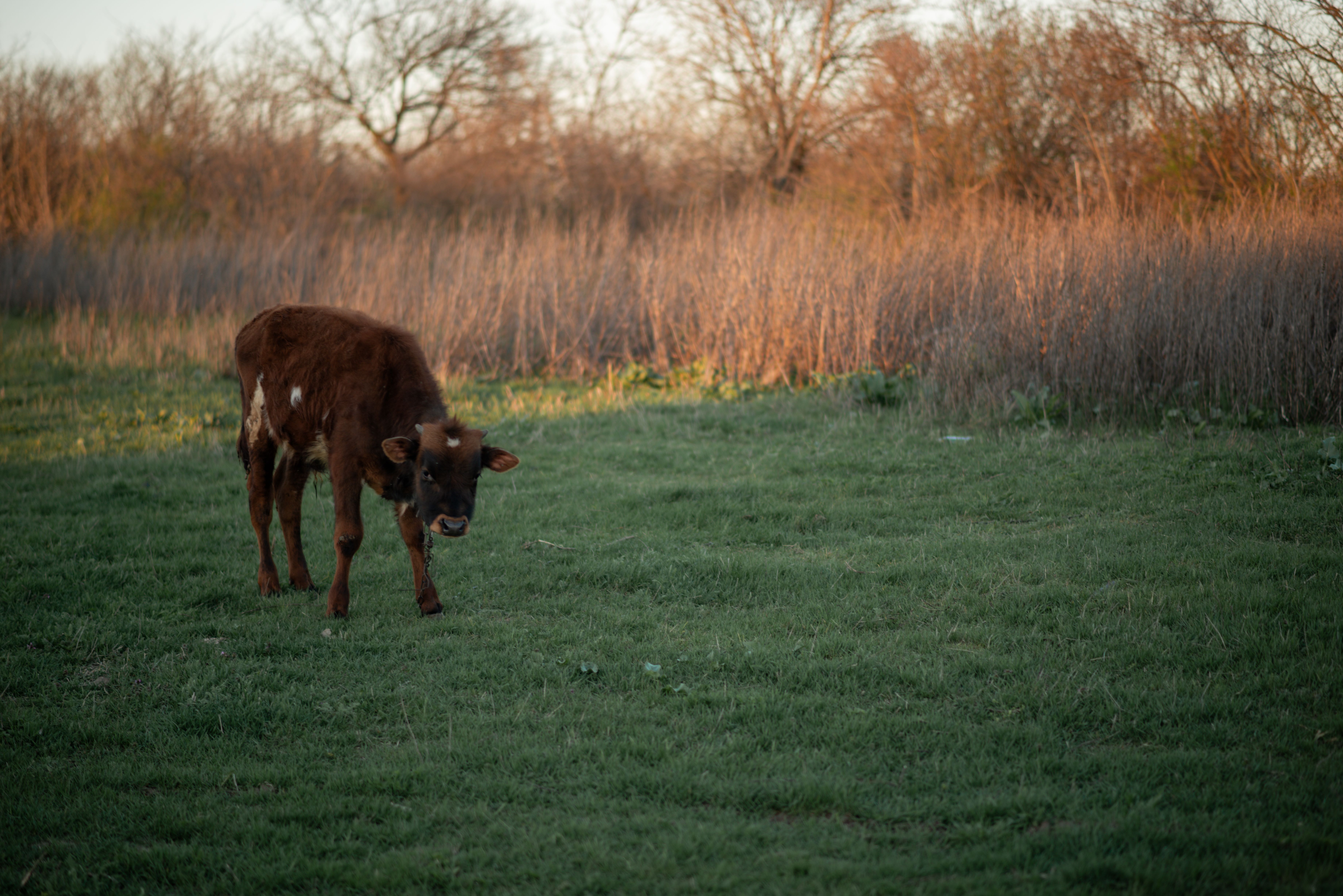 A steer on the field · Free Stock Photo