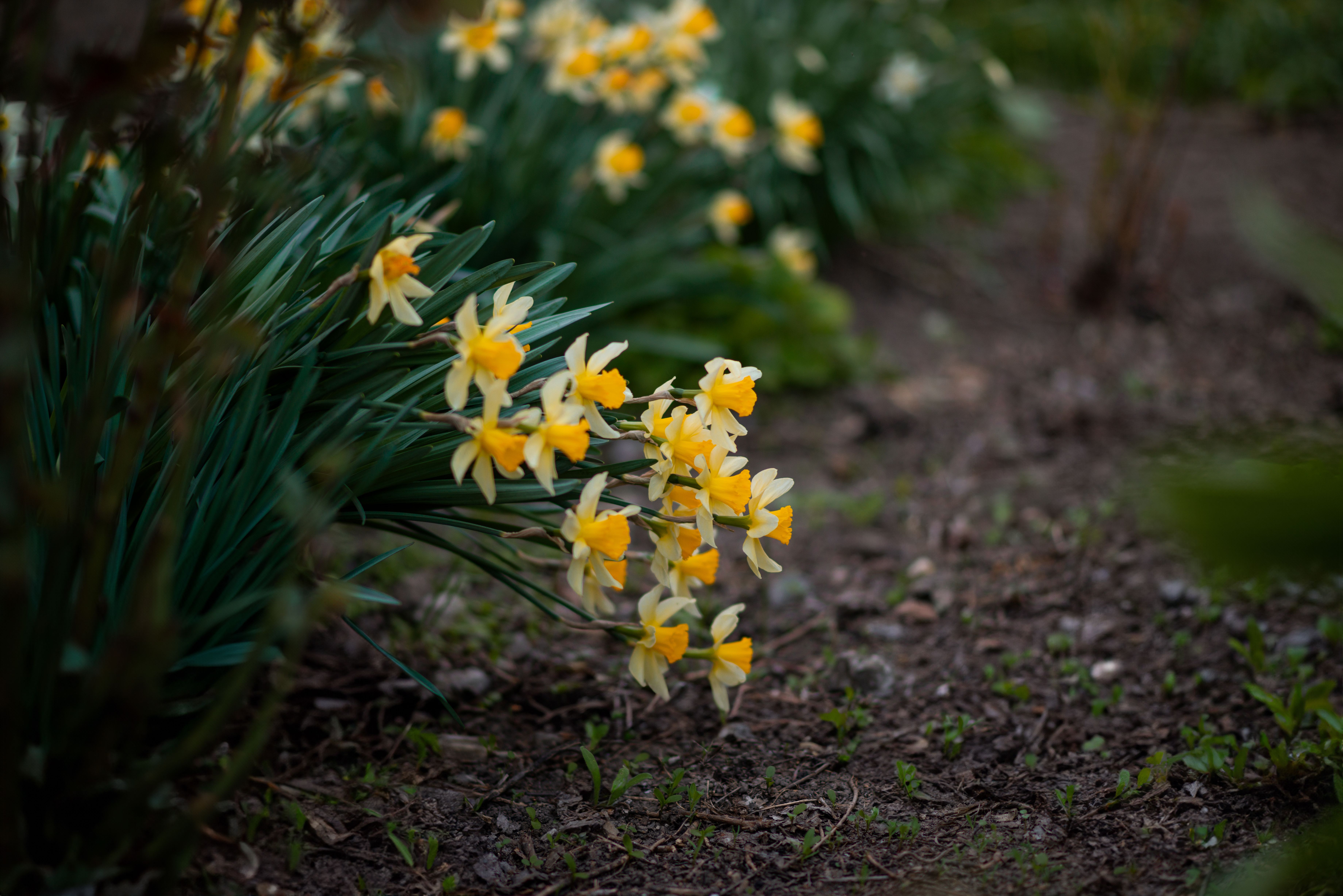 Close-up of Daffodils Growing in a Garden · Free Stock Photo