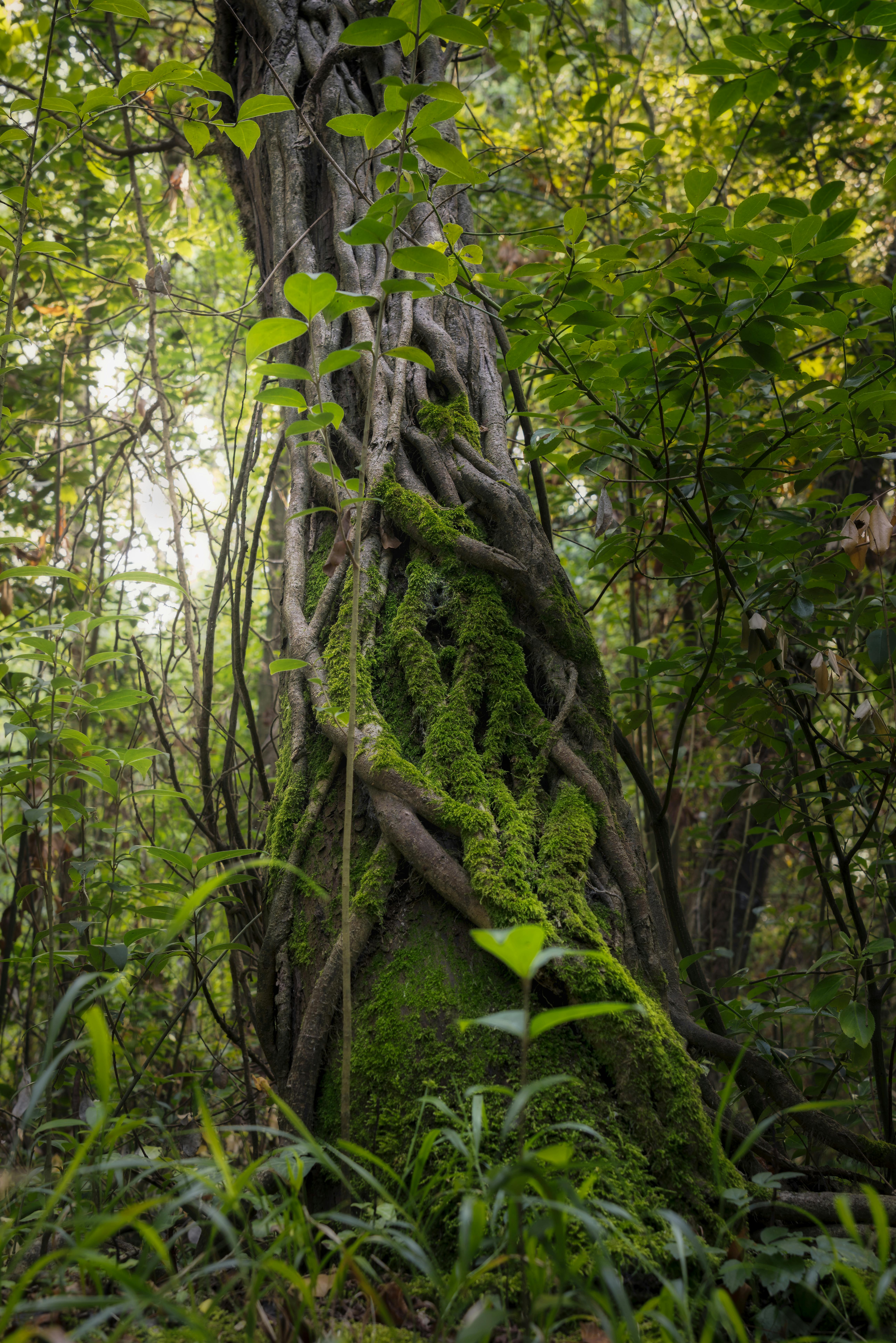 View of Lush Trees and Shrubs in a Forest · Free Stock Photo