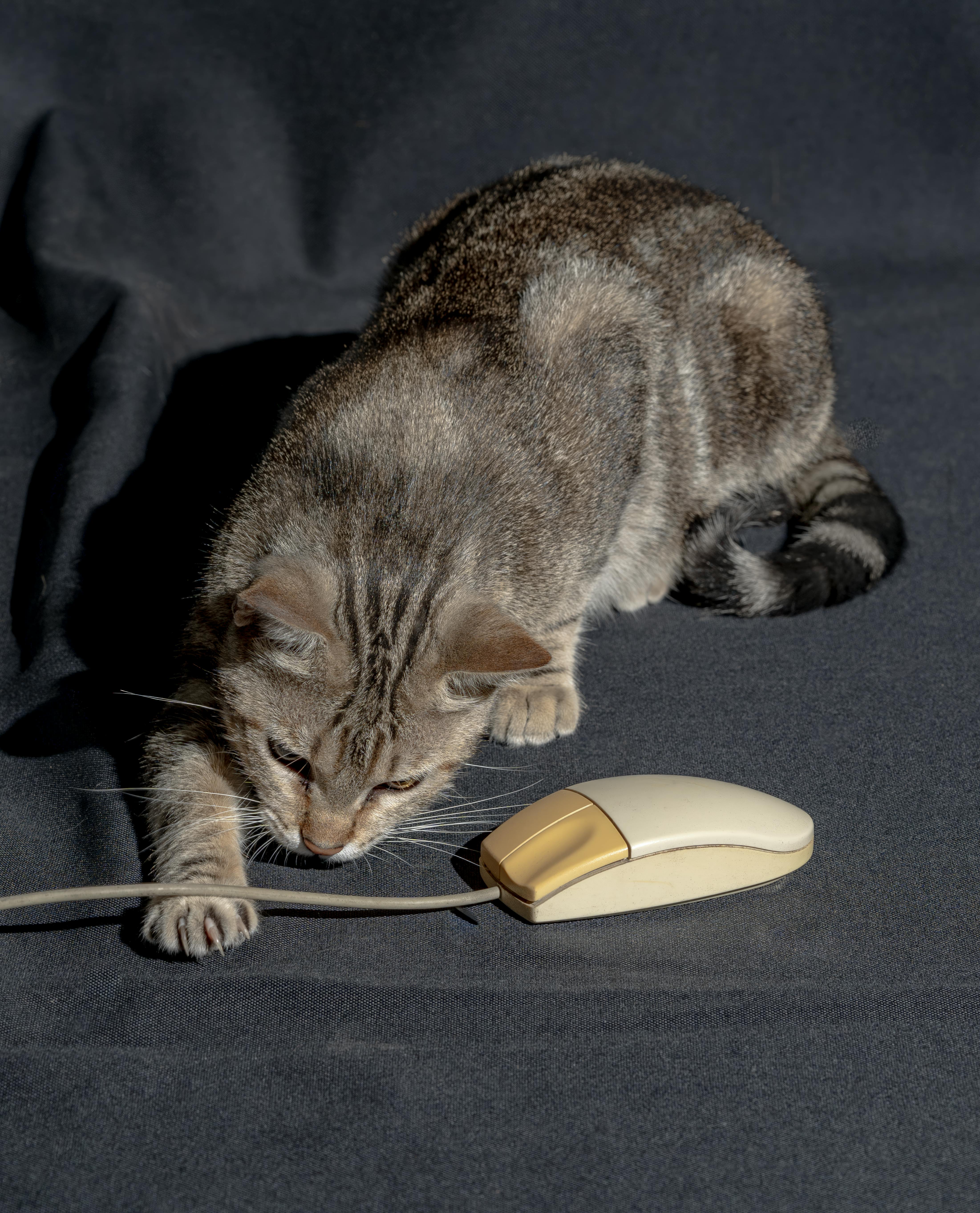 A Cat Playing with a Computer Mouse · Free Stock Photo