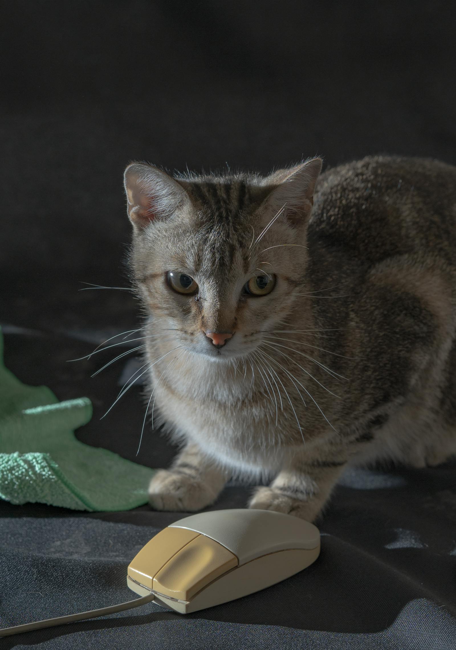 Desktop Backgrounds Cat Photos, Download The BEST Free Desktop ...