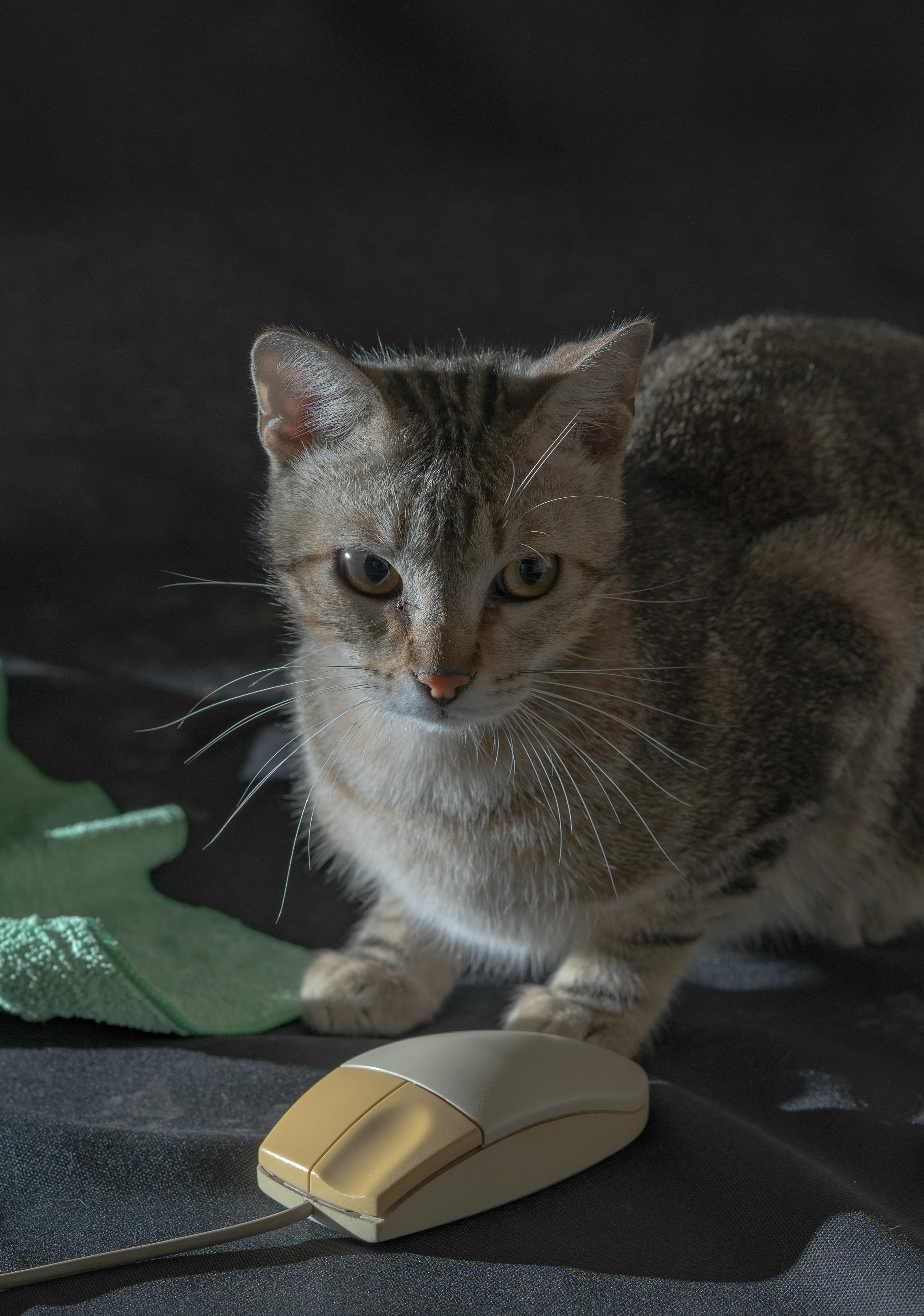 Gato y raton · Free Stock Photo