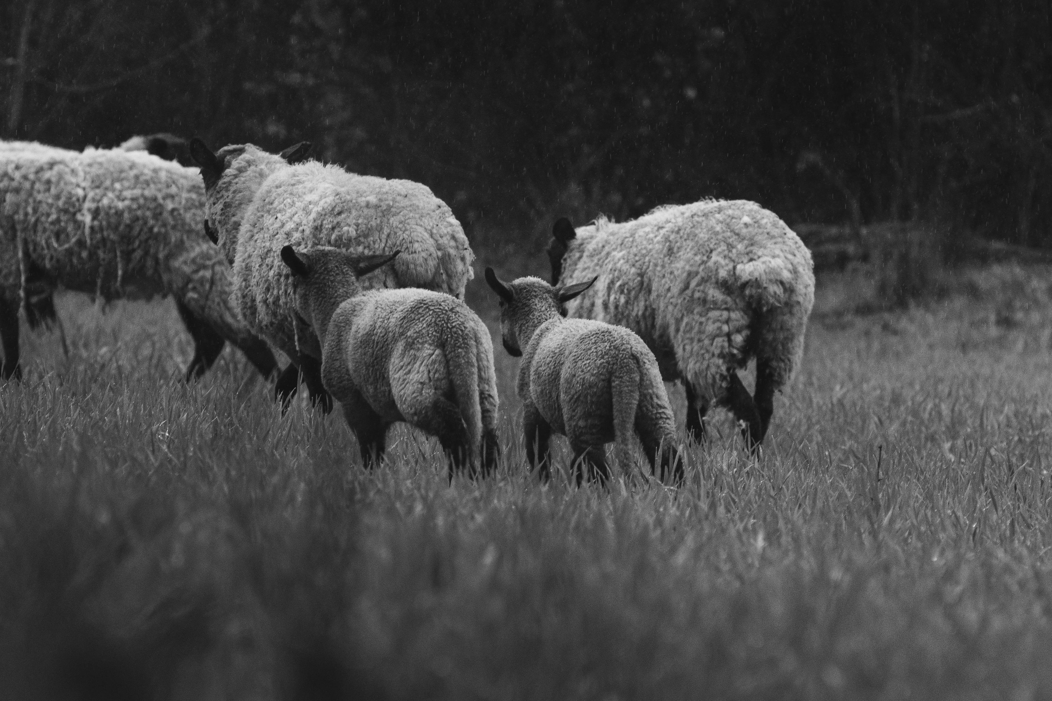 Eski Tarz Lambs Photos, Download The BEST Free Eski Tarz Lambs Stock ...