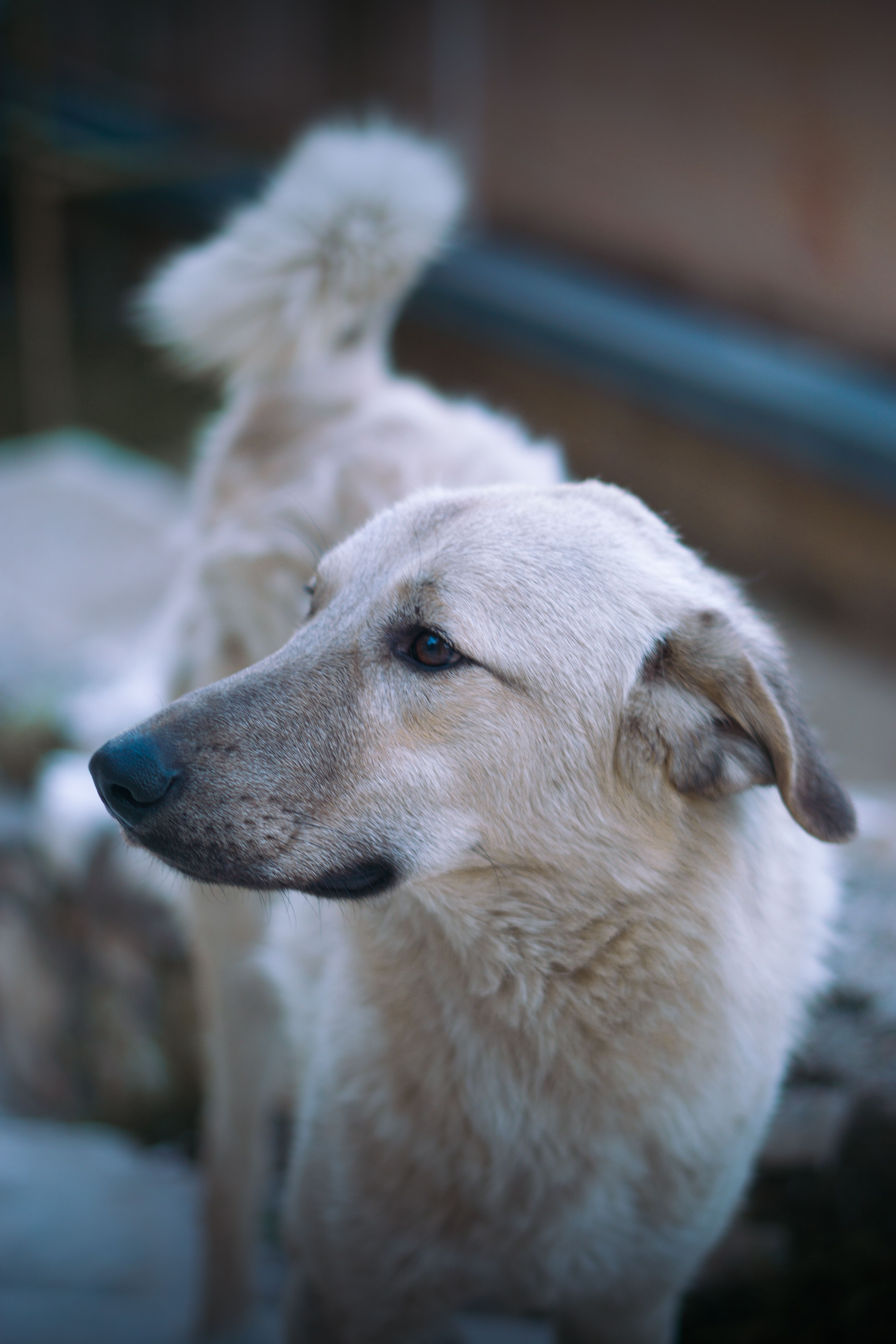 A Close-up Shot of a Cute Dog · Free Stock Photo