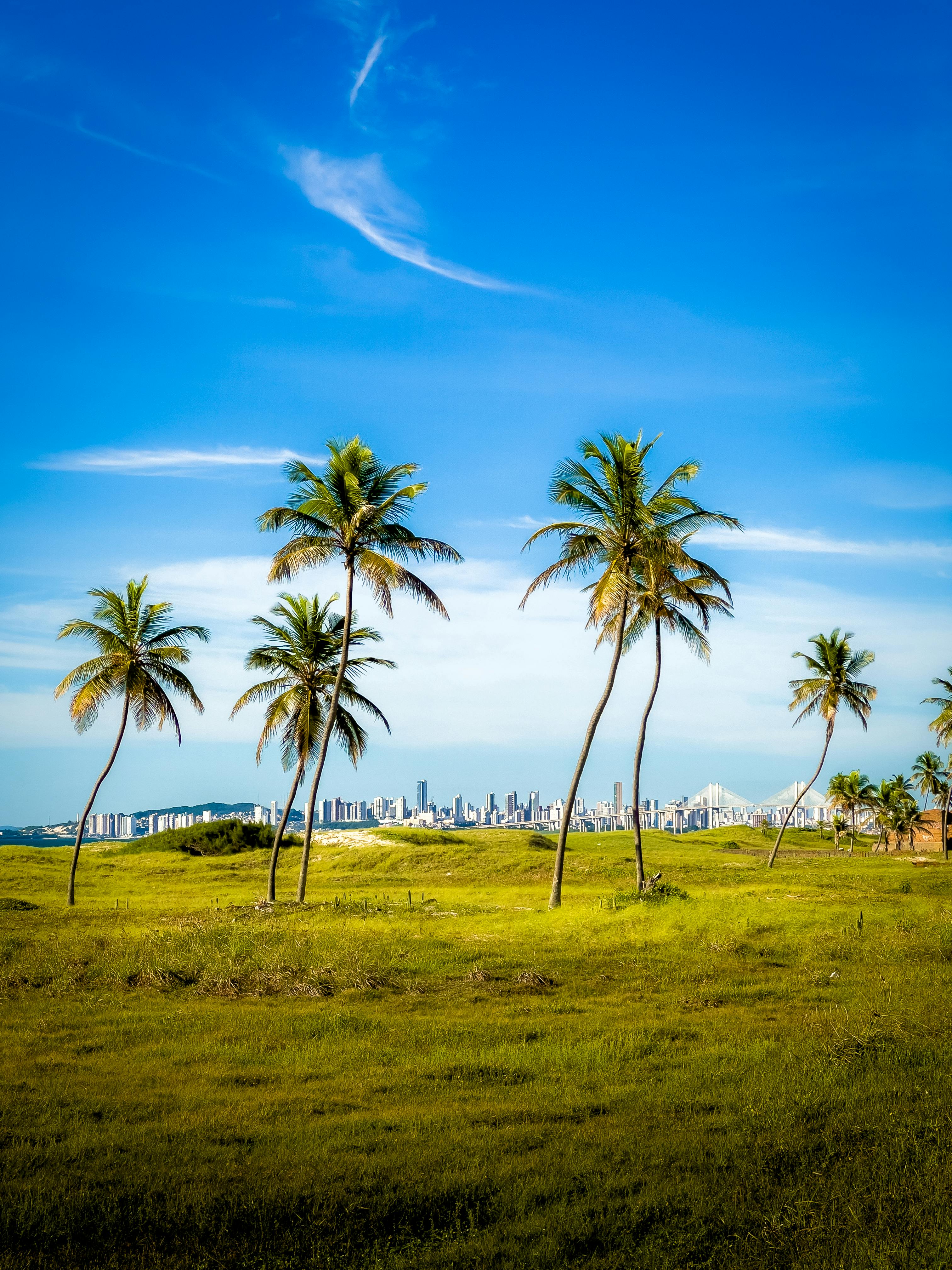 Palm Trees in a Field · Free Stock Photo