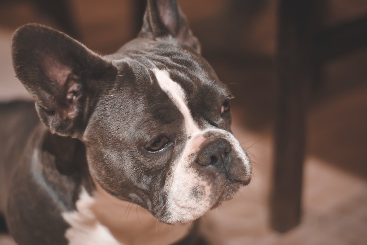Brachycephalic Dogs Breeds: Understanding Their Unique Needs