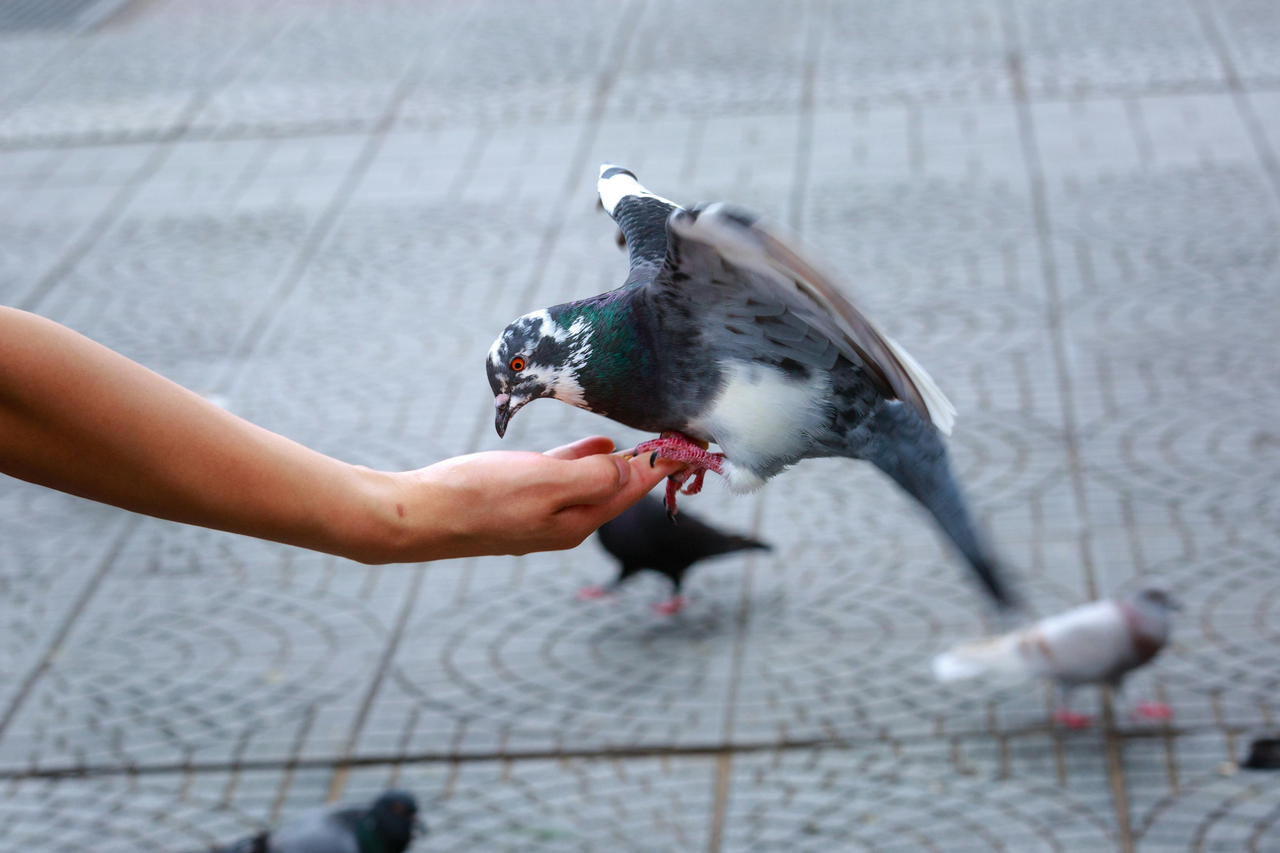 Photo Of Pigeon Perched On Person's Hand · Free Stock Photo