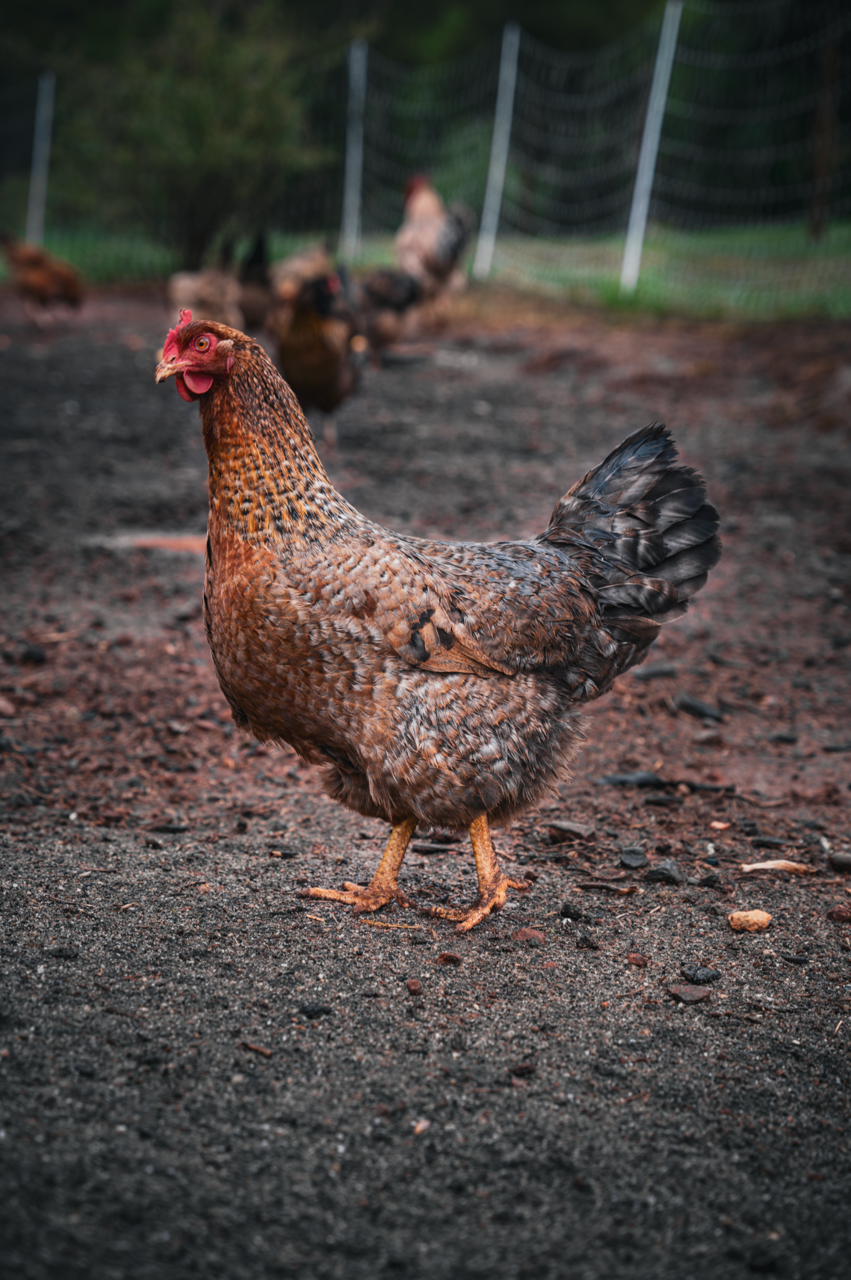 Bielefelder Hen on a Farm · Free Stock Photo