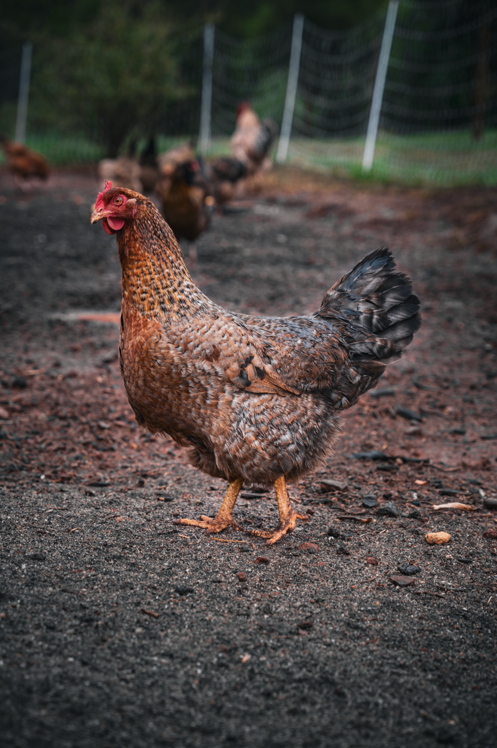 Farm Animal Photos, Download The BEST Free Farm Animal Stock Photos ...