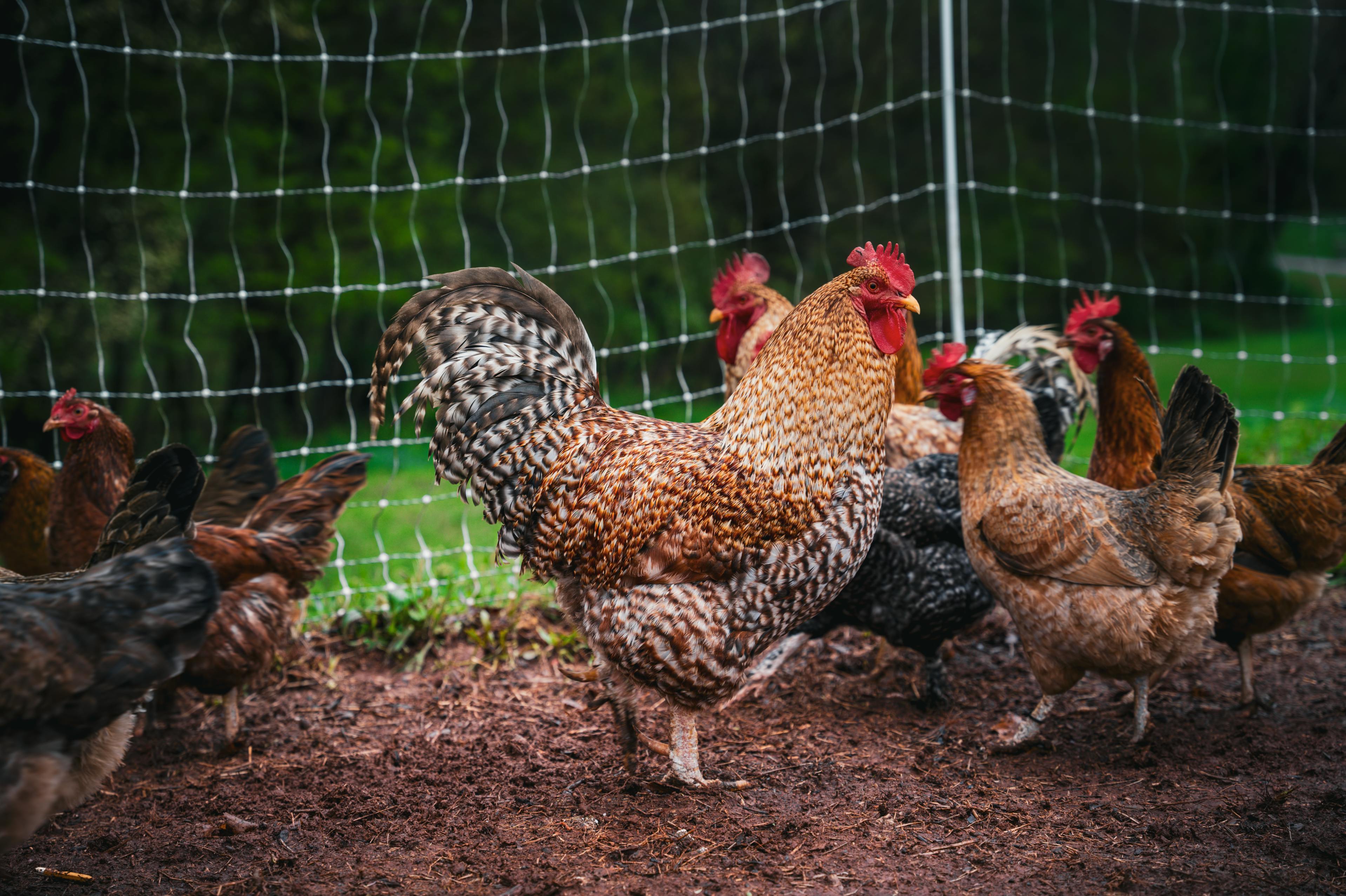 Foto de stock gratuita sobre @al aire libre, agricultura, fotos de ...