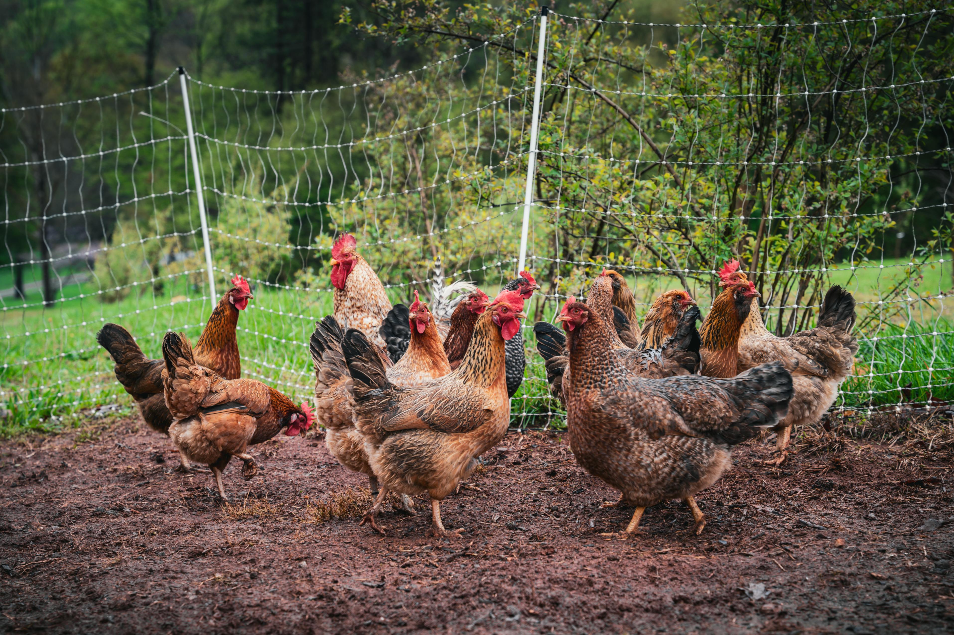 Free Range Chickens Photos, Download The BEST Free Free Range Chickens ...