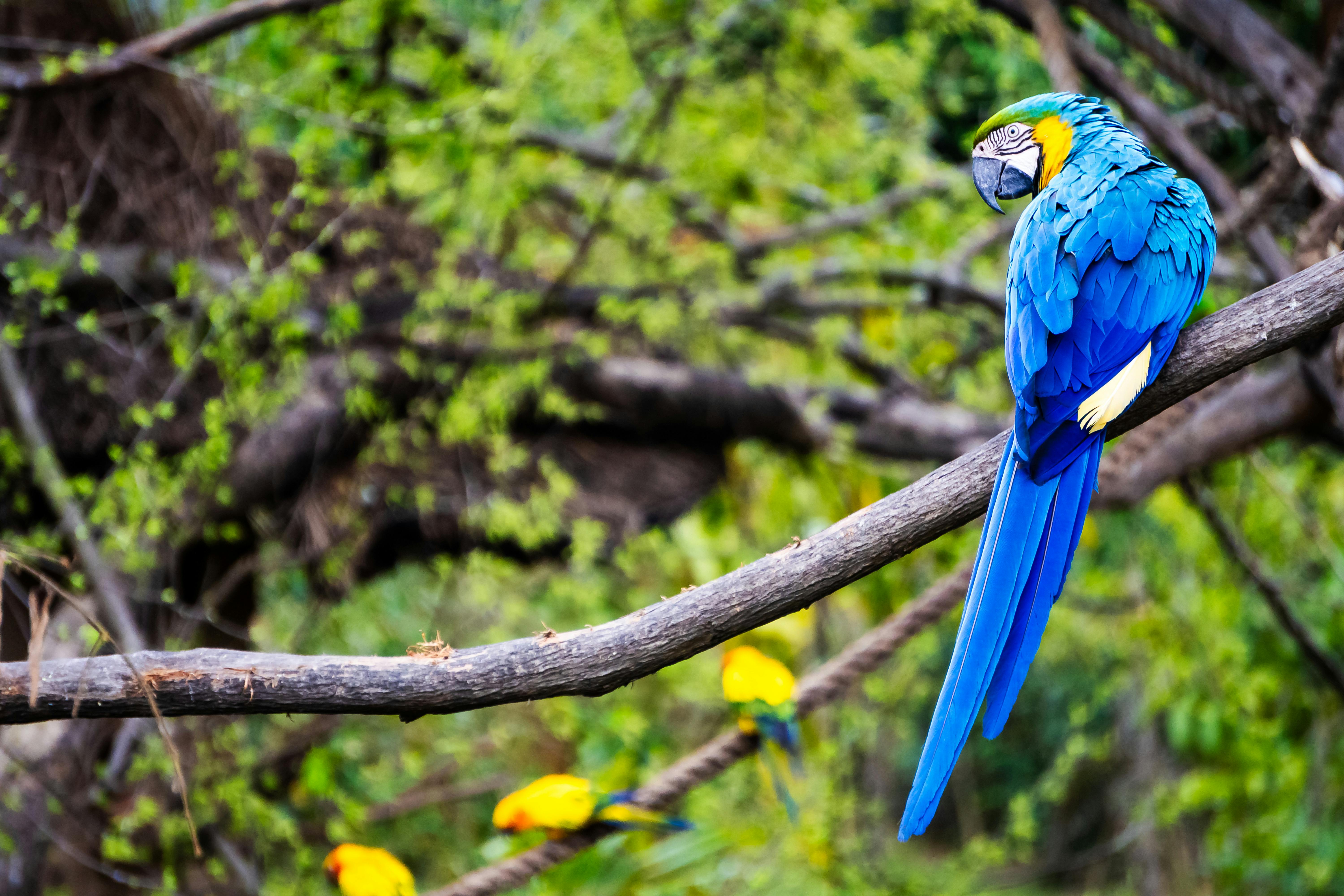Blue Parrot on a Tree Branch · Free Stock Photo