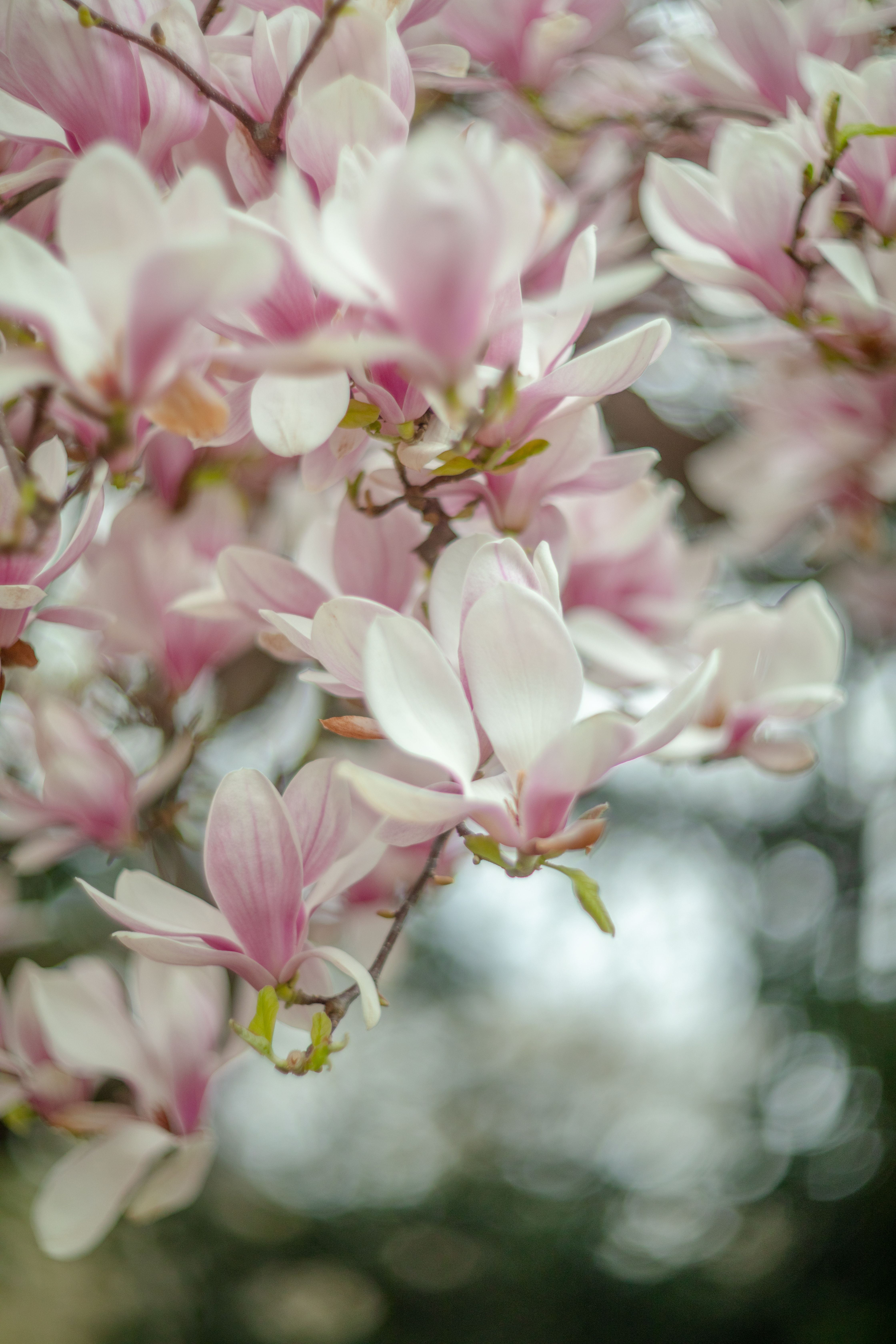 A close up of a pink flower on a tree · Free Stock Photo