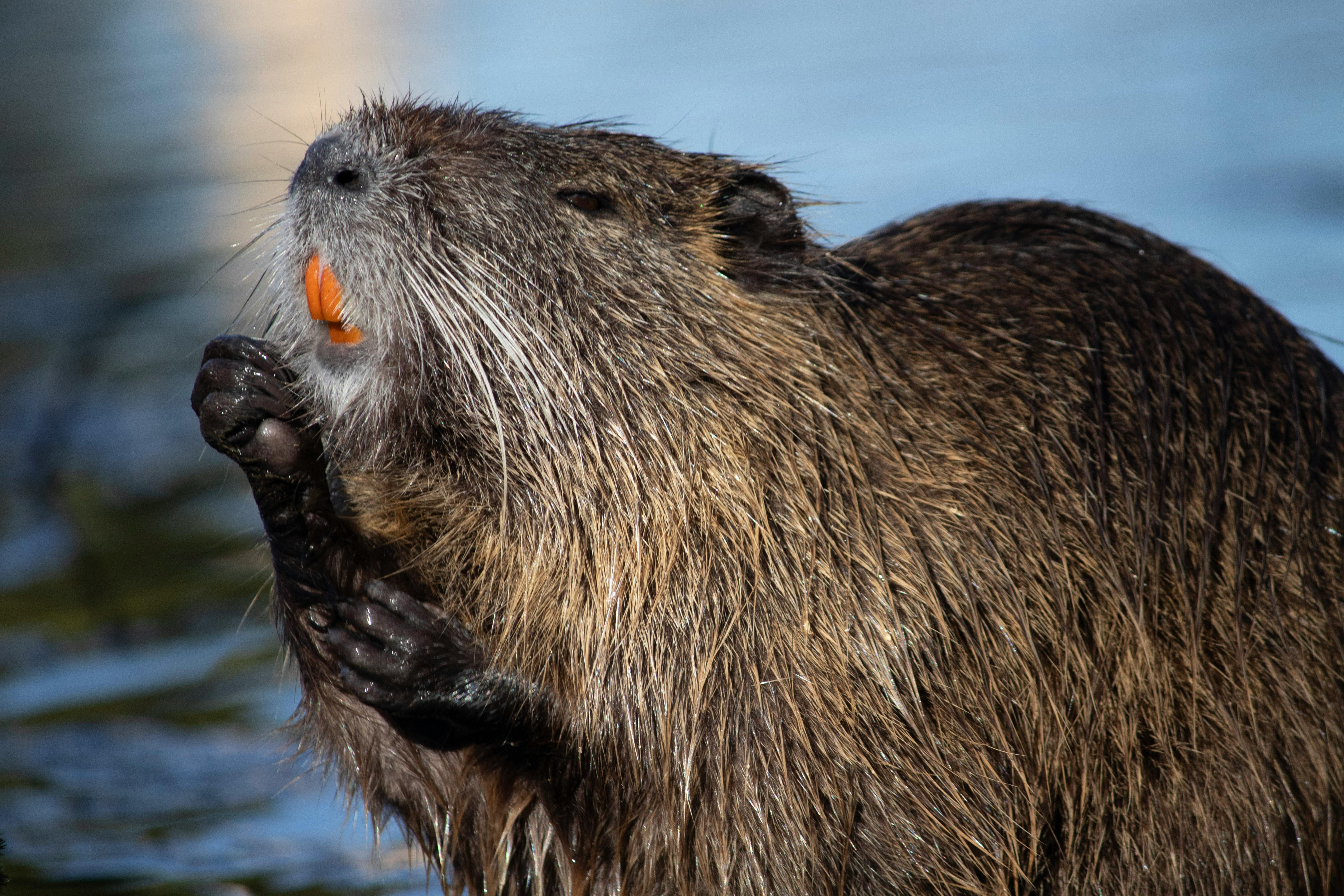 Foto de stock gratuita sobre ardilla, castor, fotografía de animales ...