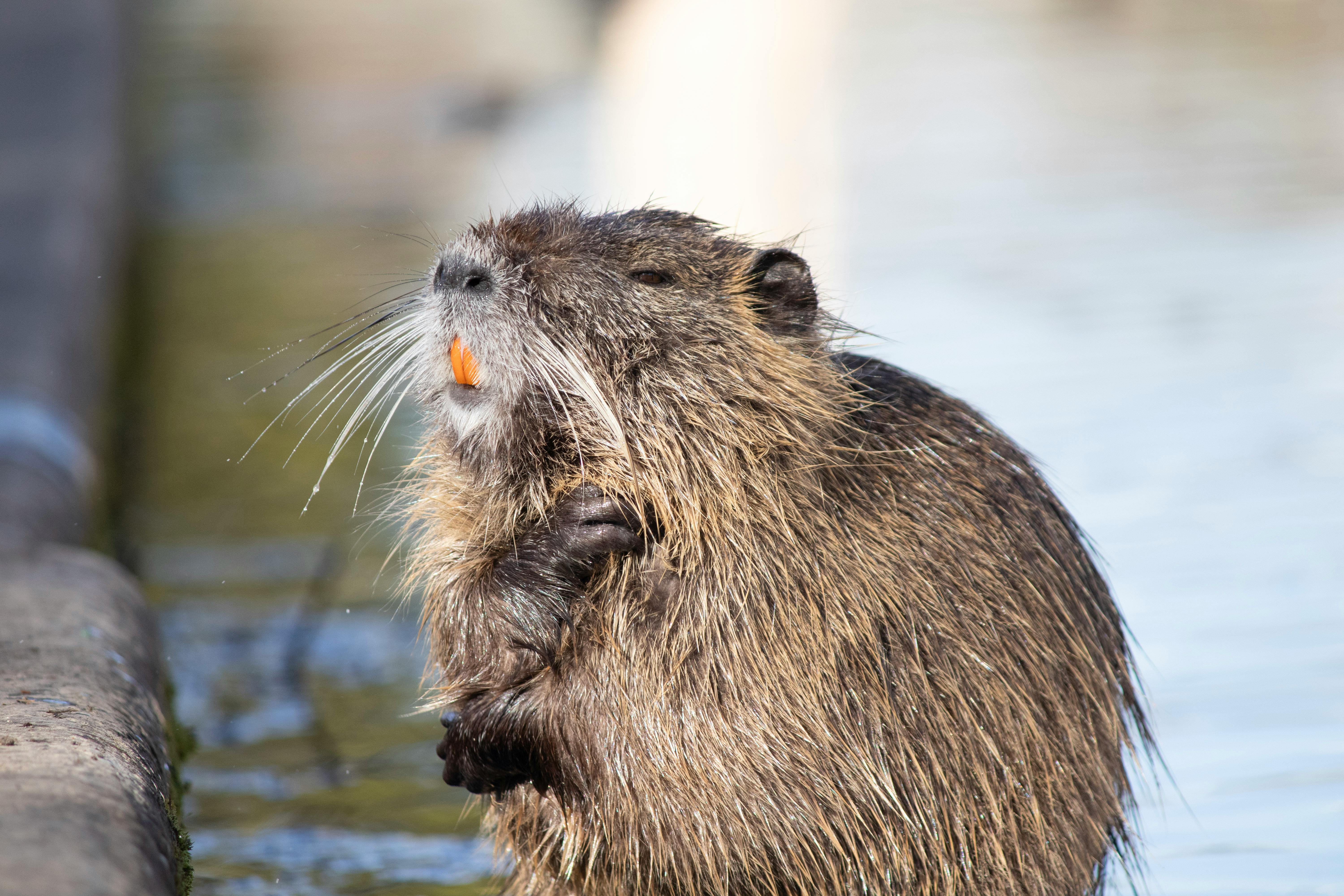 Close-up of a American Nutria · Free Stock Photo