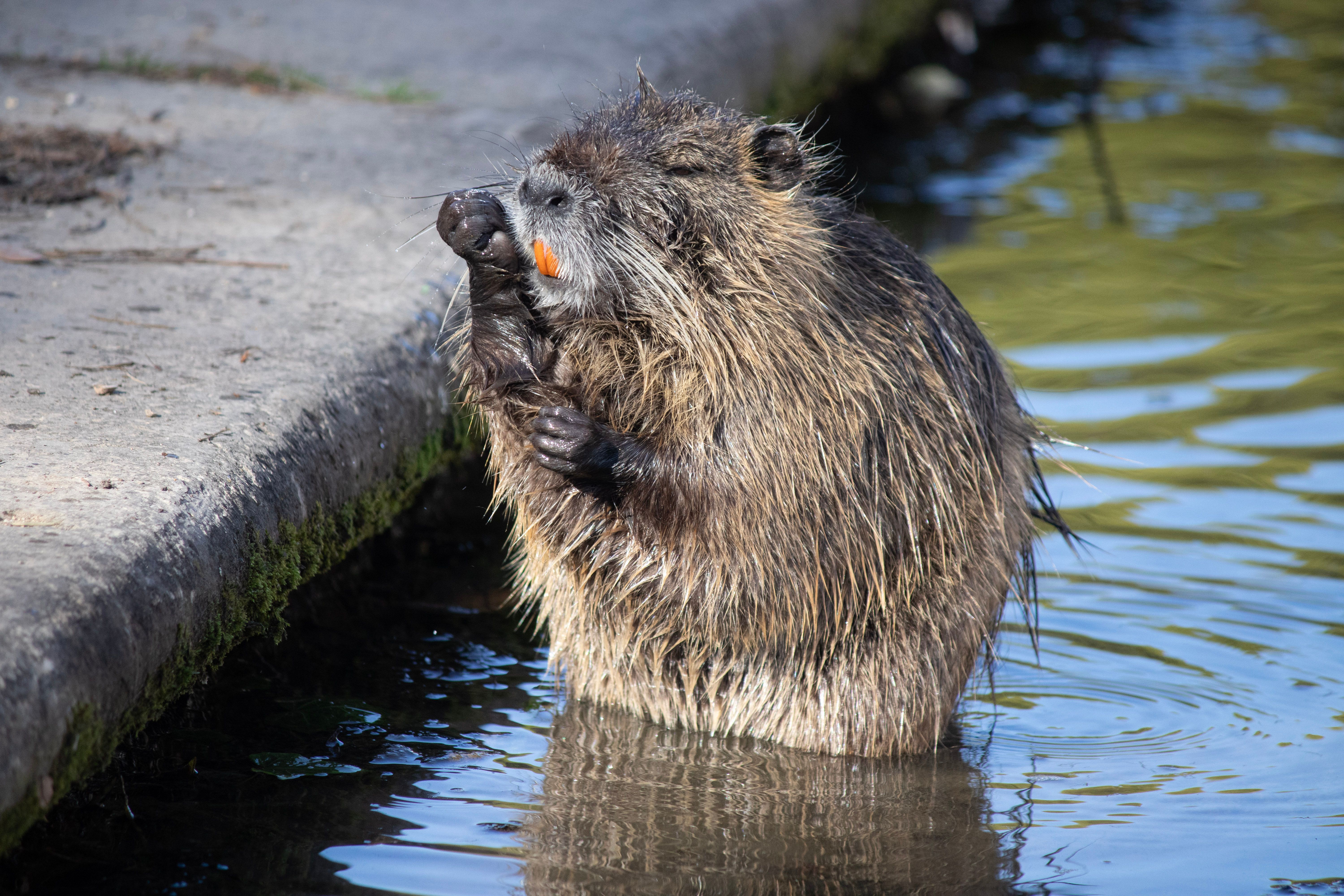 Nutria in the River - South of France · Free Stock Photo