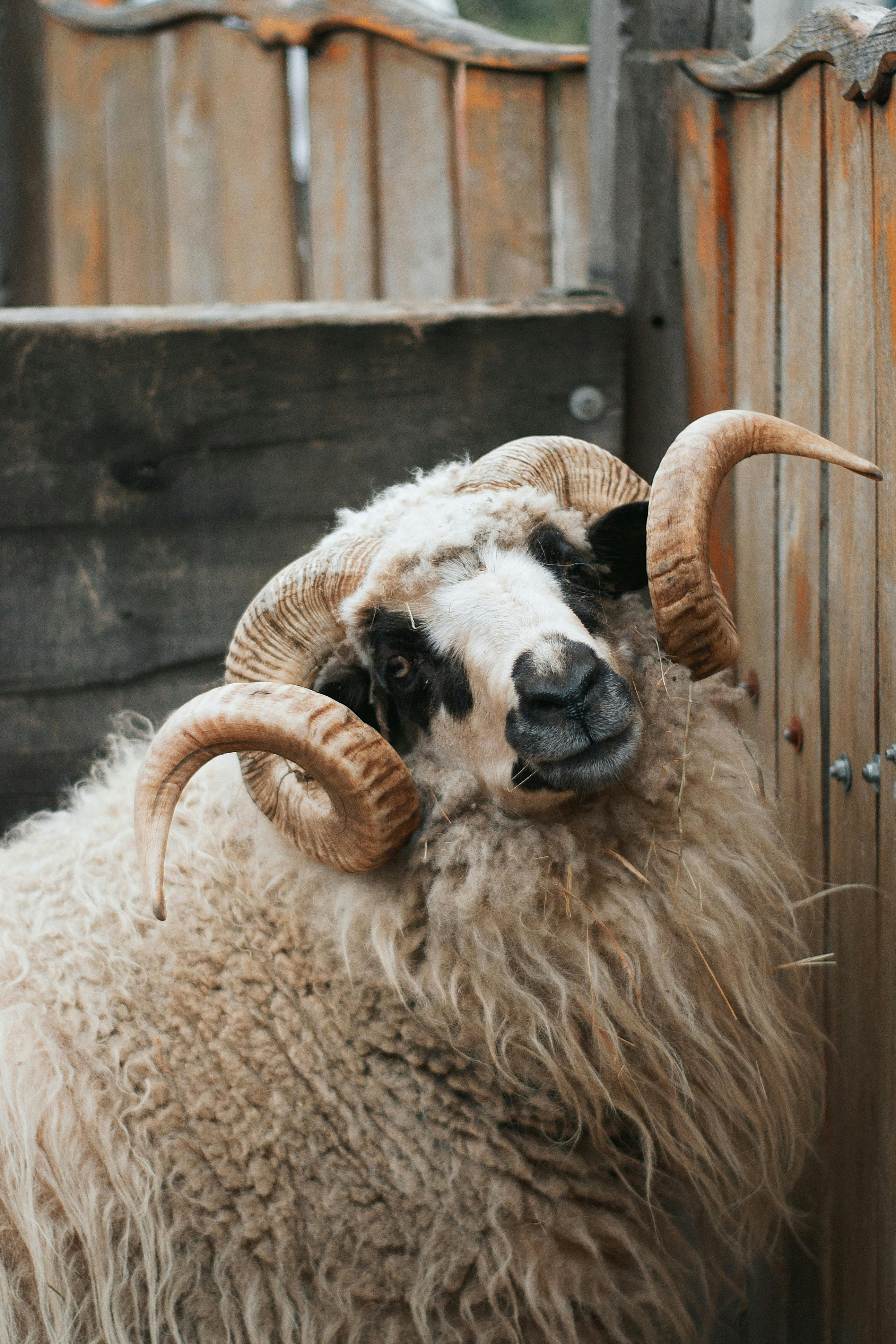Ram And Sheep Animated Photos, Download The BEST Free Ram And Sheep ...