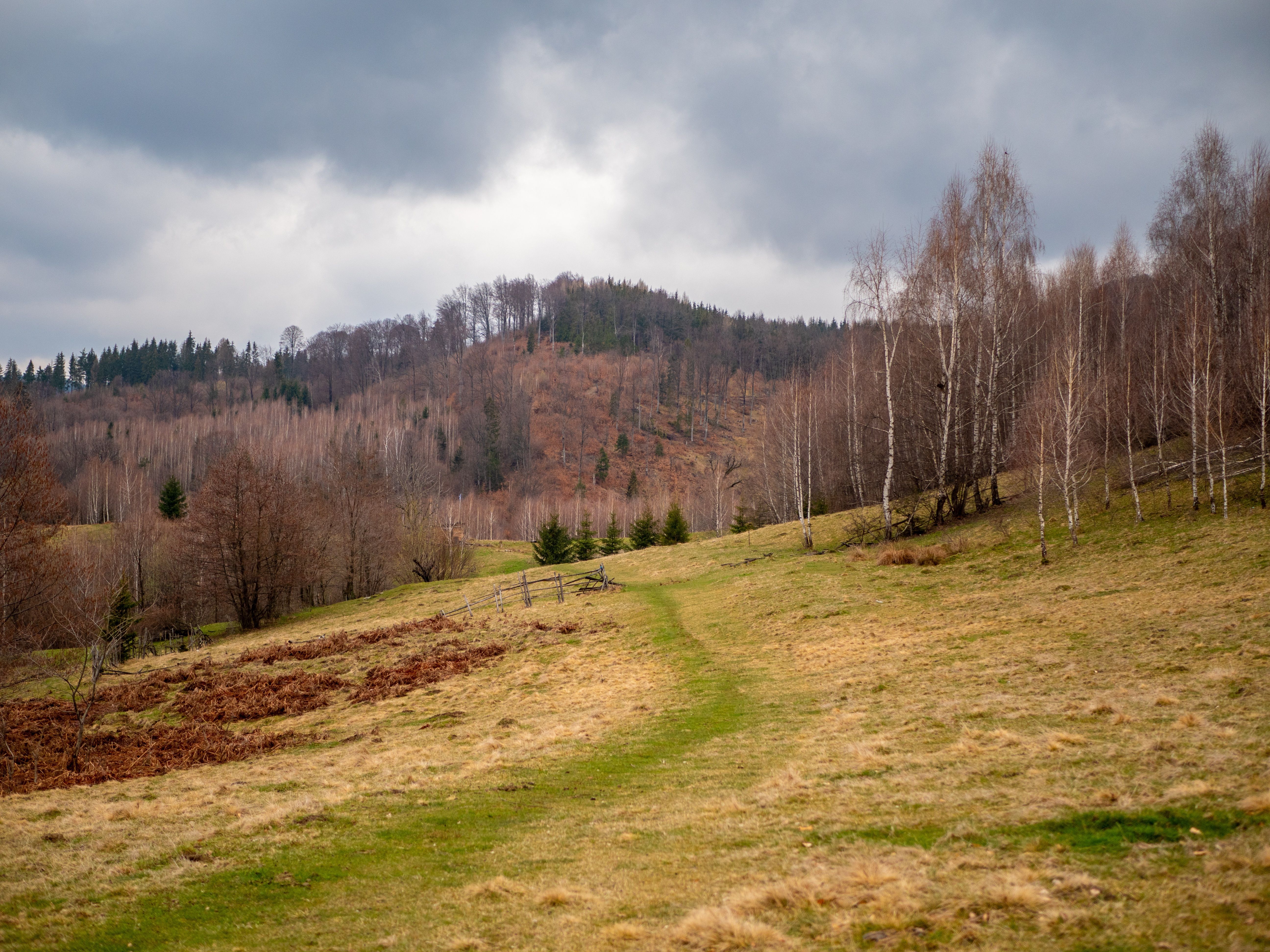 Burgundy Autumn Trees in a Green Field · Free Stock Photo