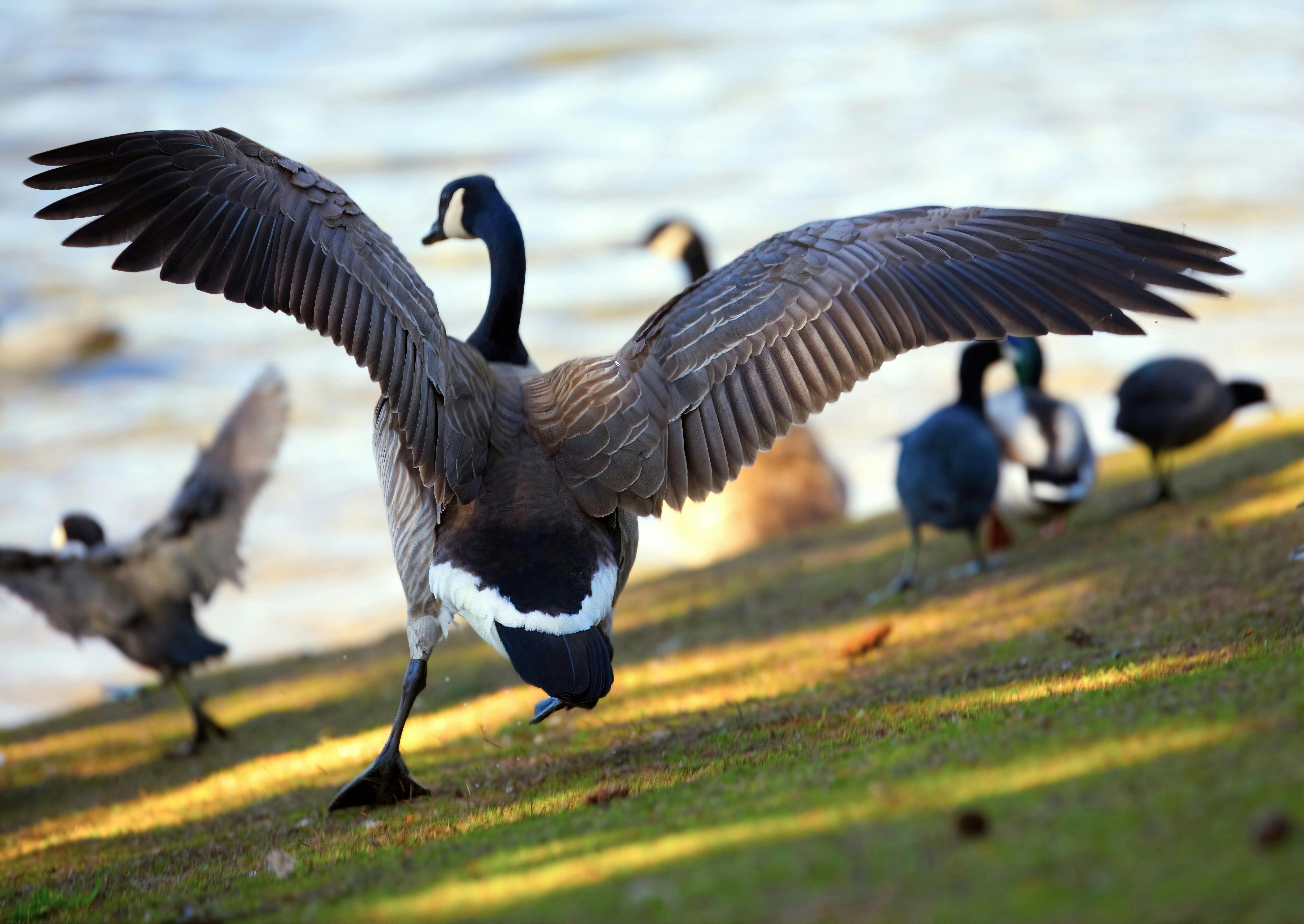 Two Canadian Geese On Green Grass · Free Stock Photo