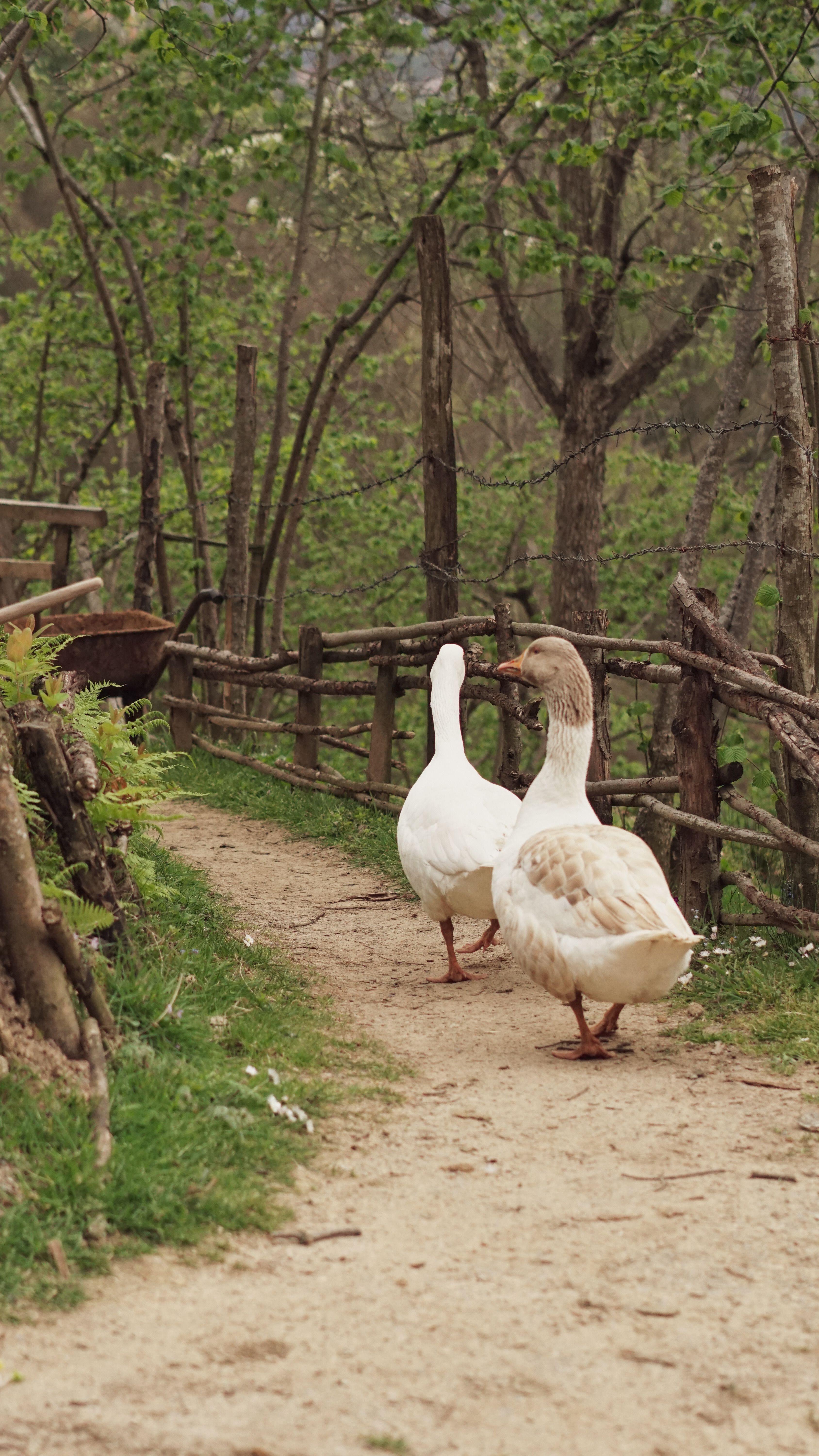 Back View of Geese on Footpath · Free Stock Photo