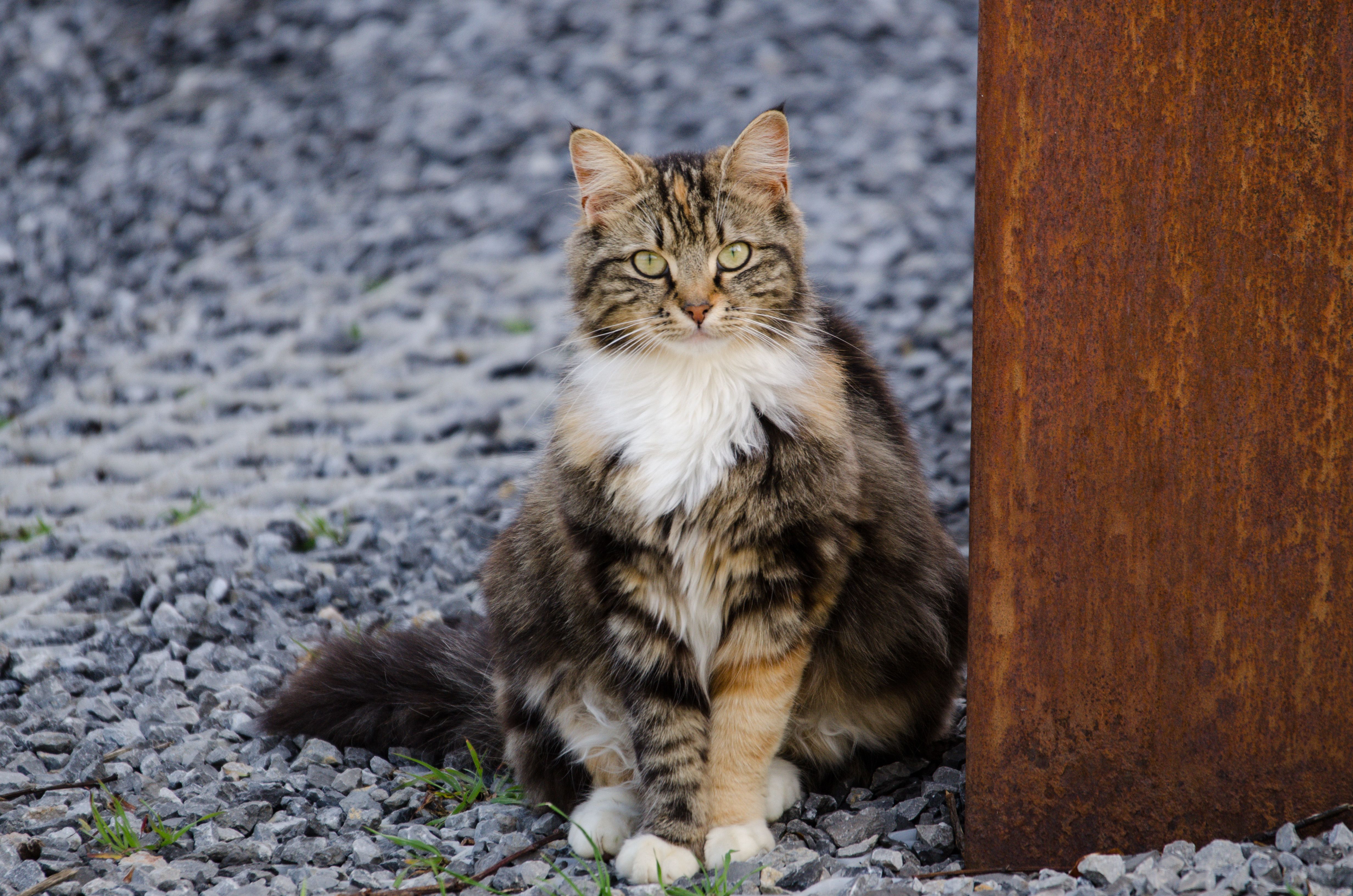 Cat · Free Stock Photo