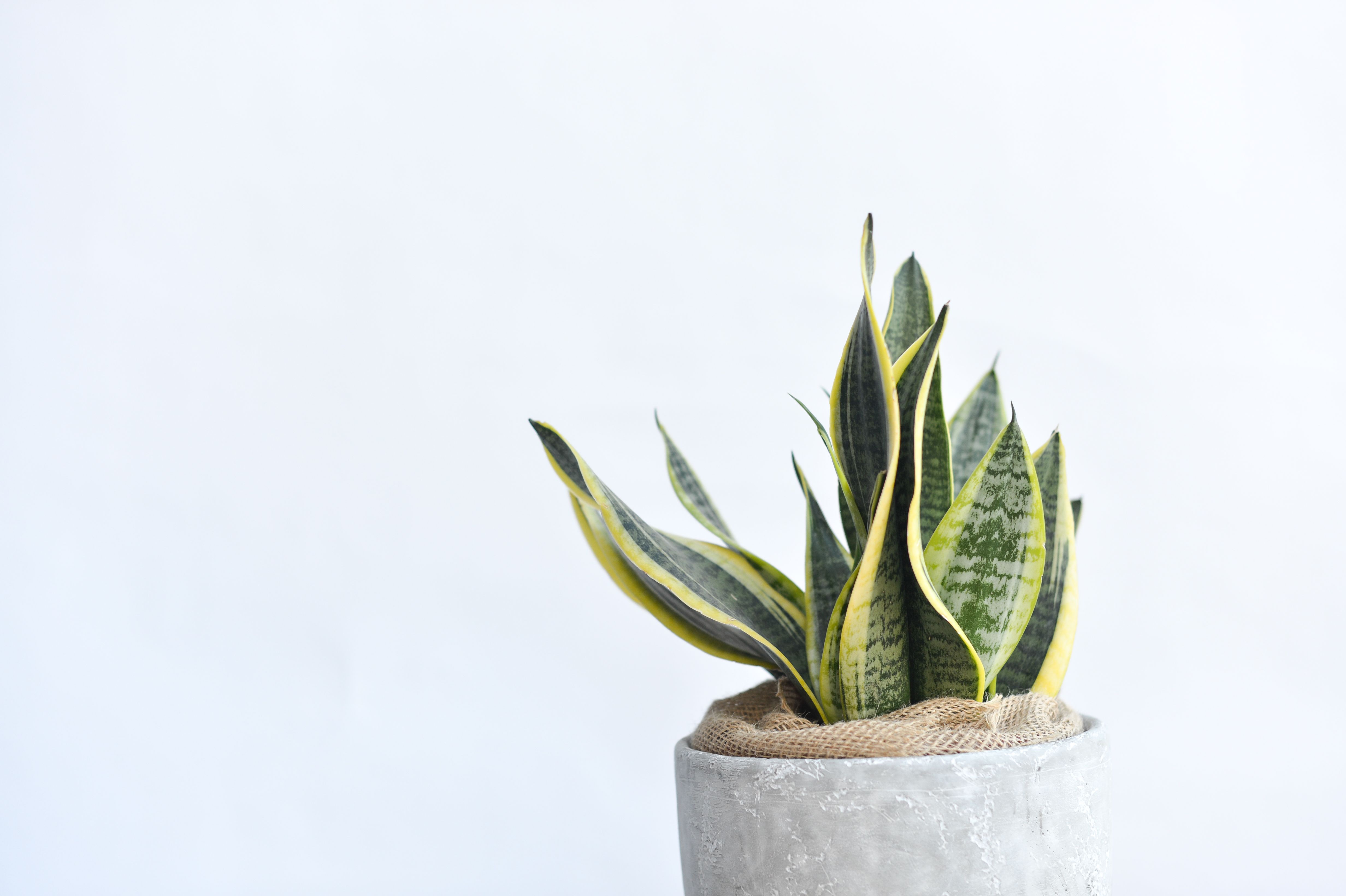 Green plant with long leaves in pot at home · Free Stock Photo