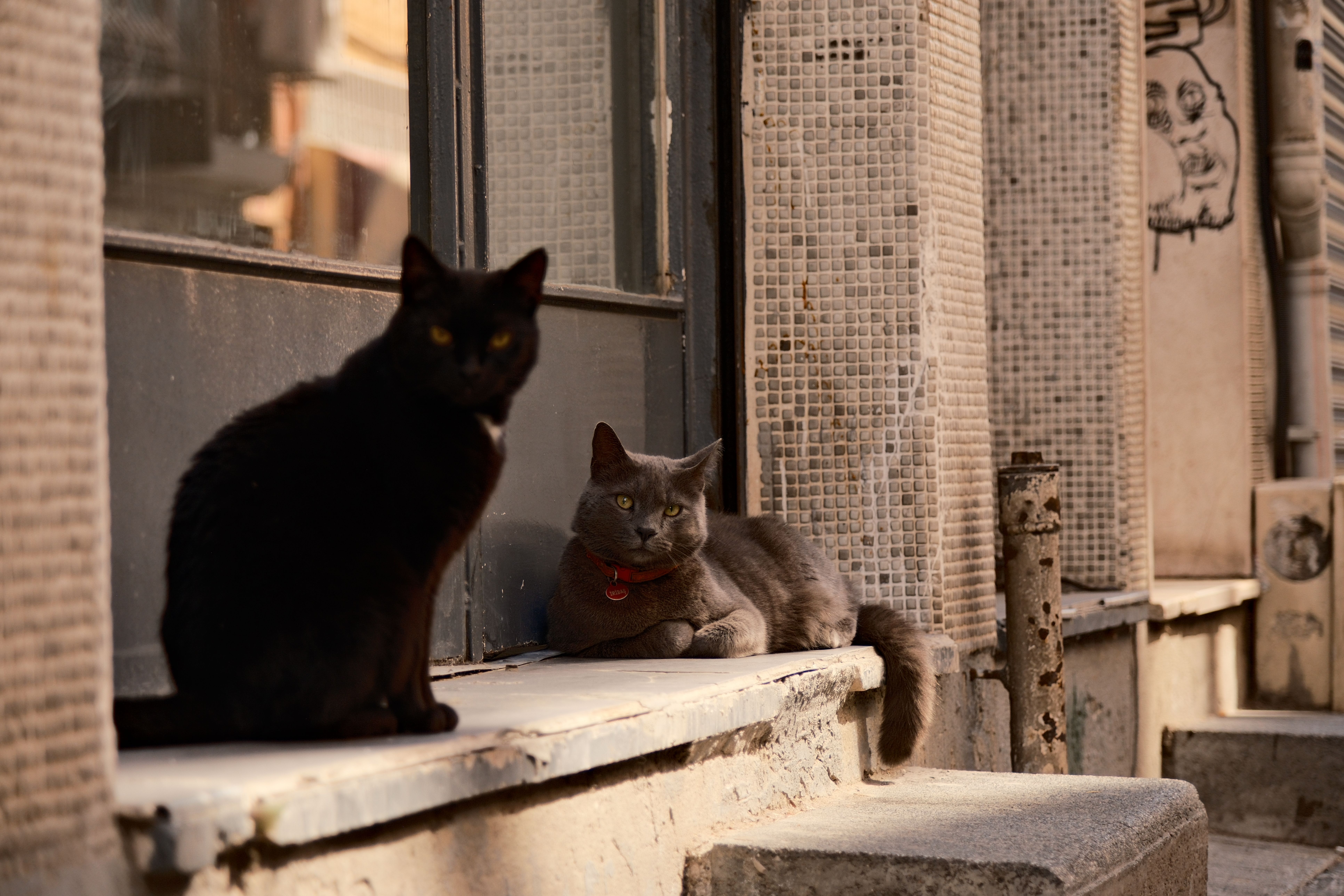 Cats on a Street · Free Stock Photo
