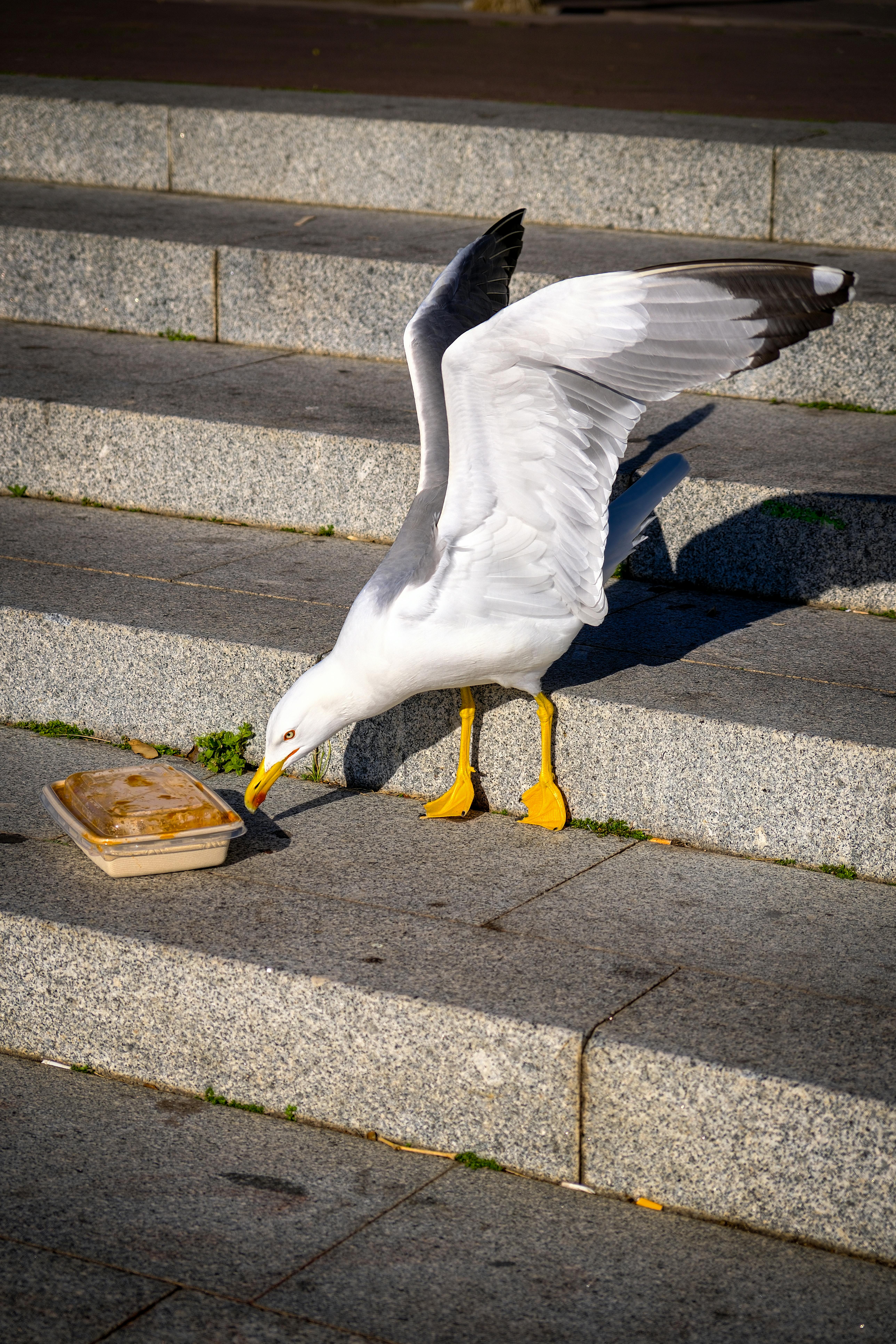 Seagull Inspecting Street Food · Free Stock Photo