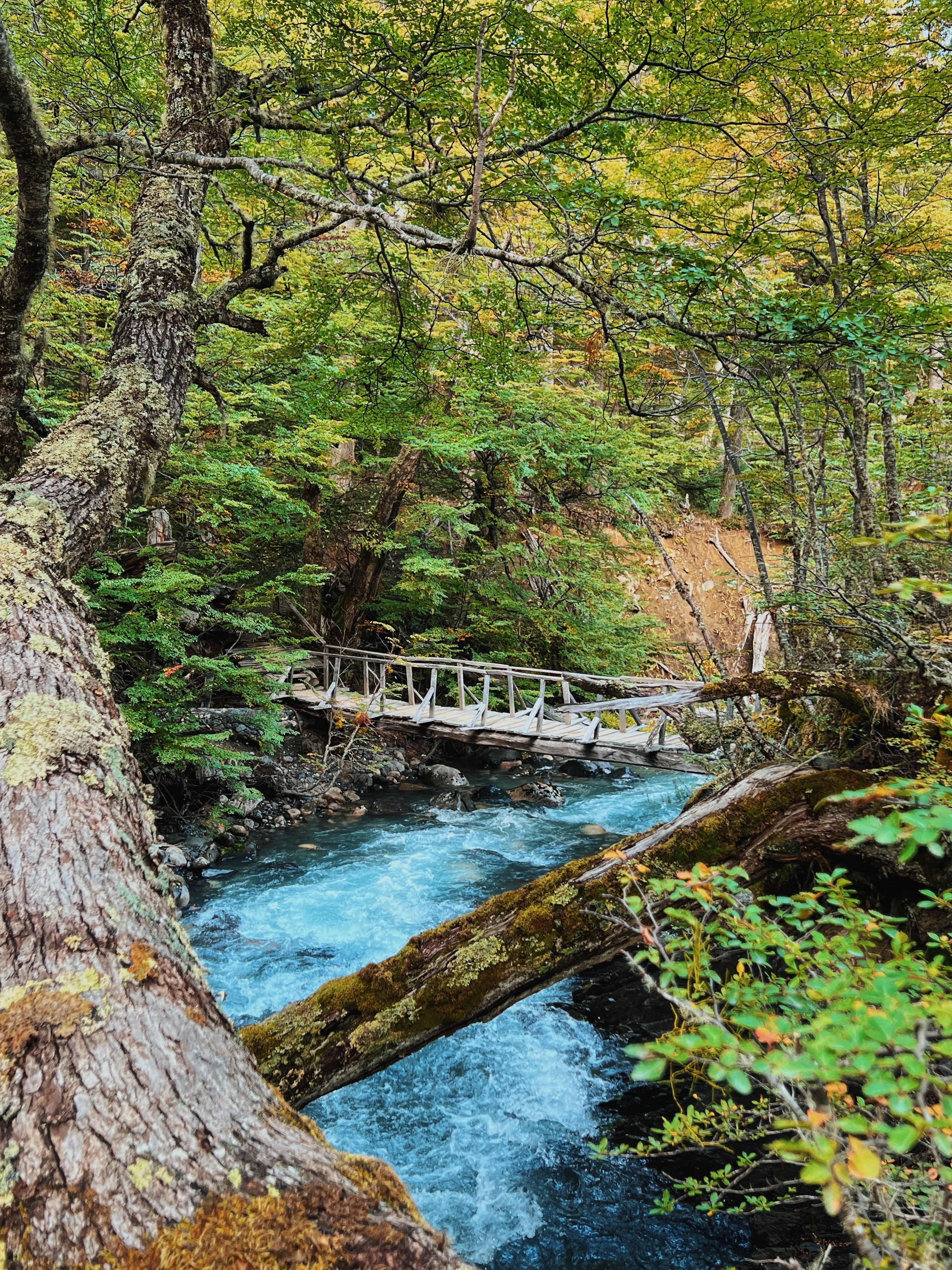 Footbridge on Creek in Forest · Free Stock Photo