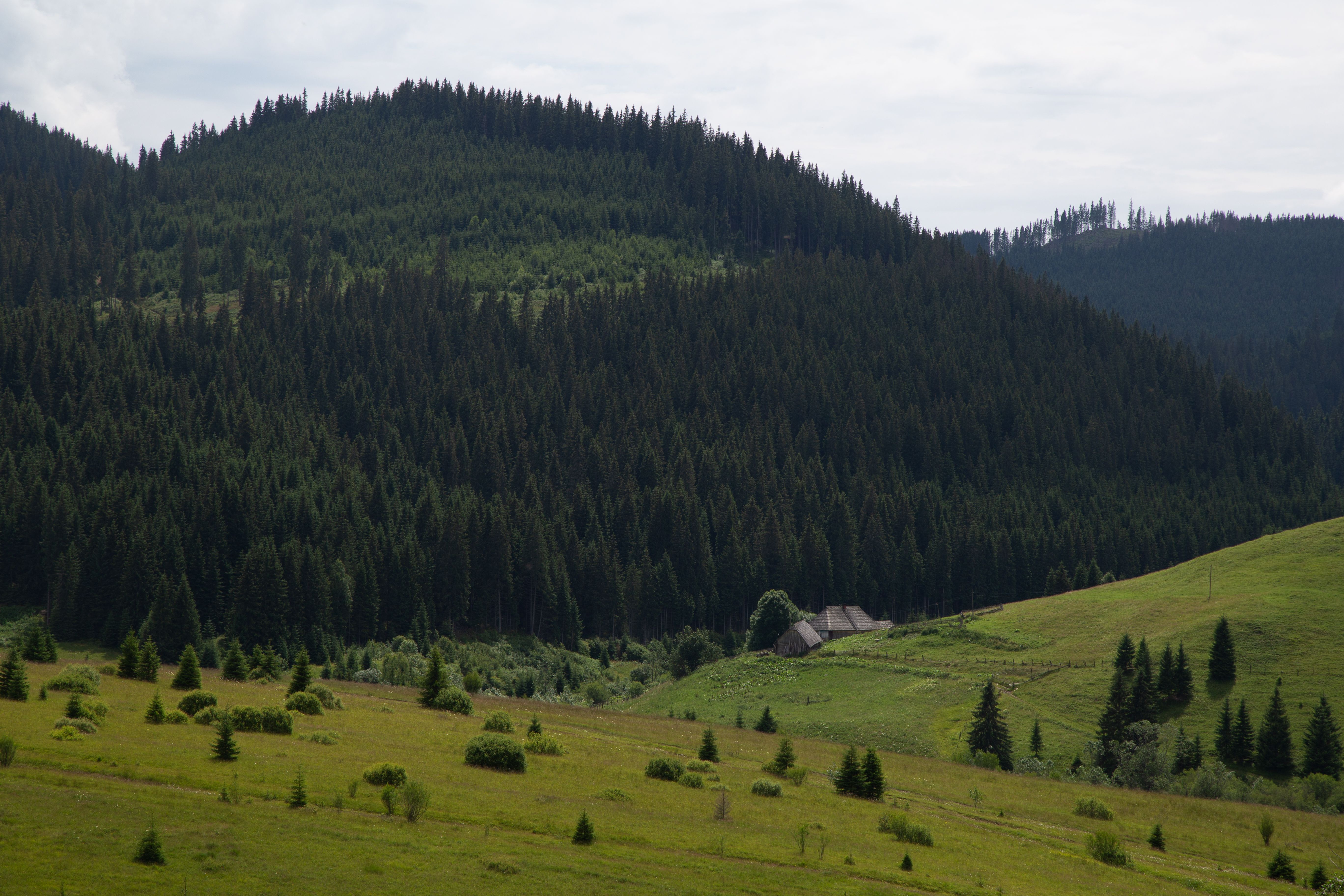 Beautiful Forest Landscape · Free Stock Photo