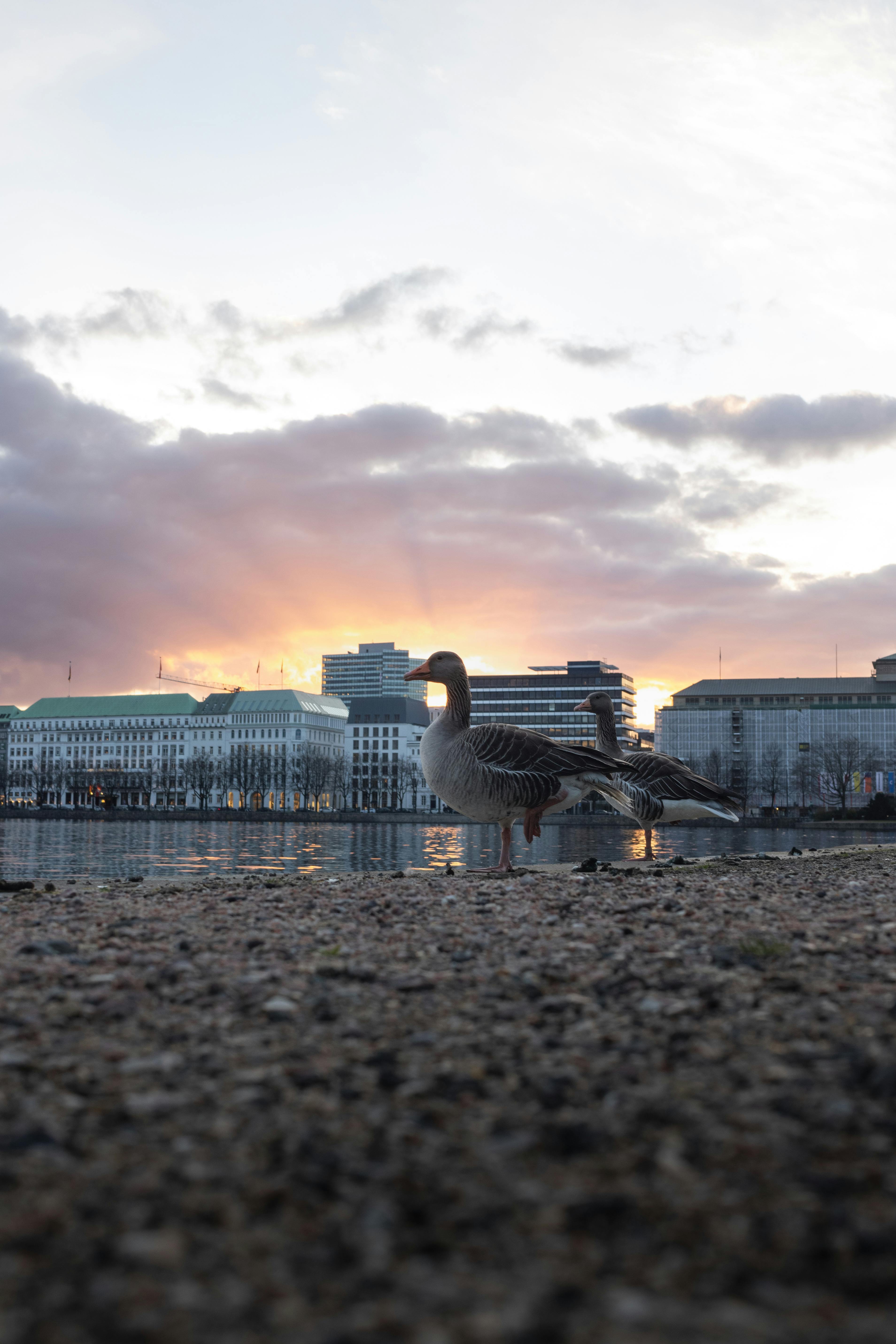 Geese at the Binnenalster River at Sunset in Germany · Free Stock Photo