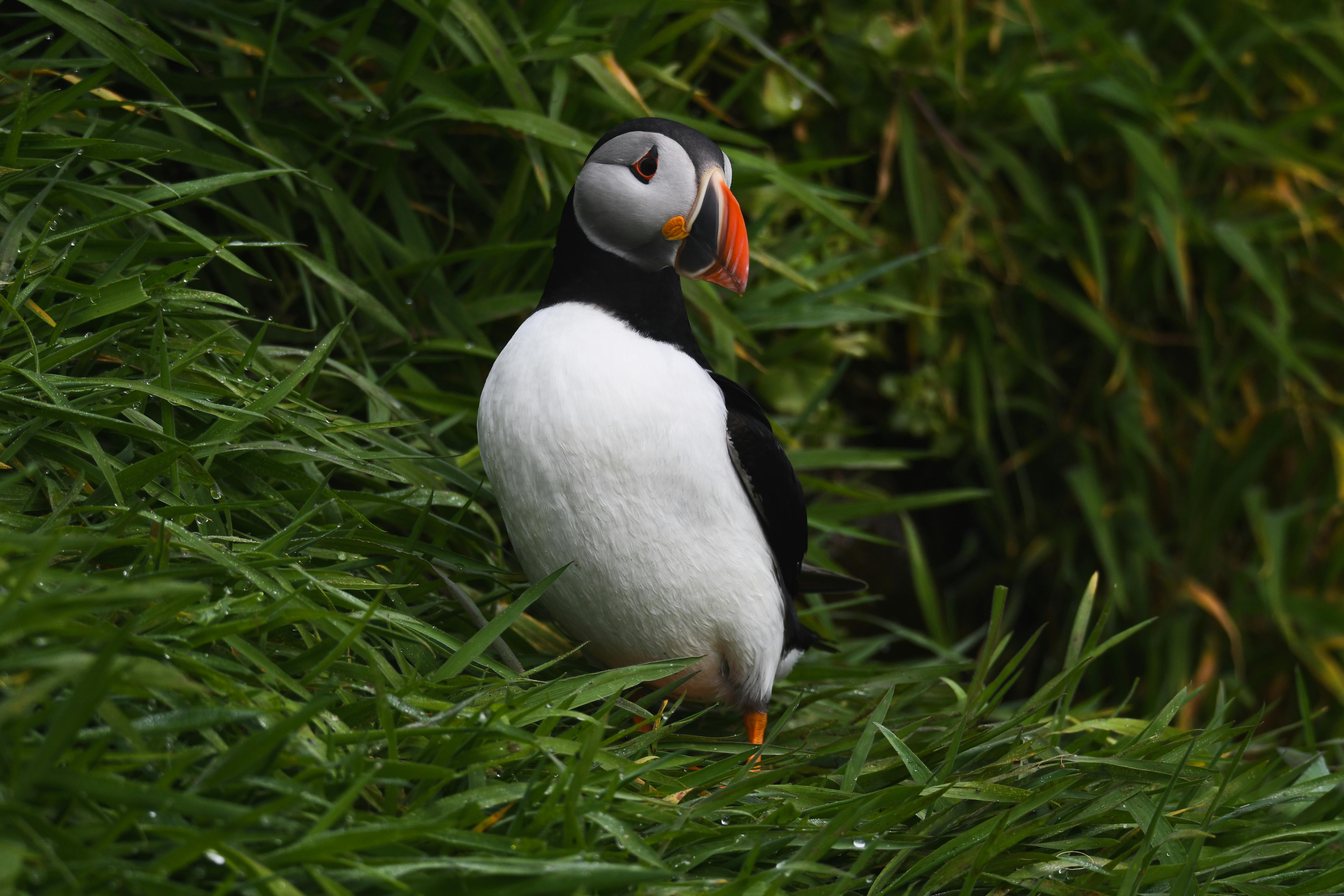 Closeup Photography of Puffin Perching on Rock · Free Stock Photo