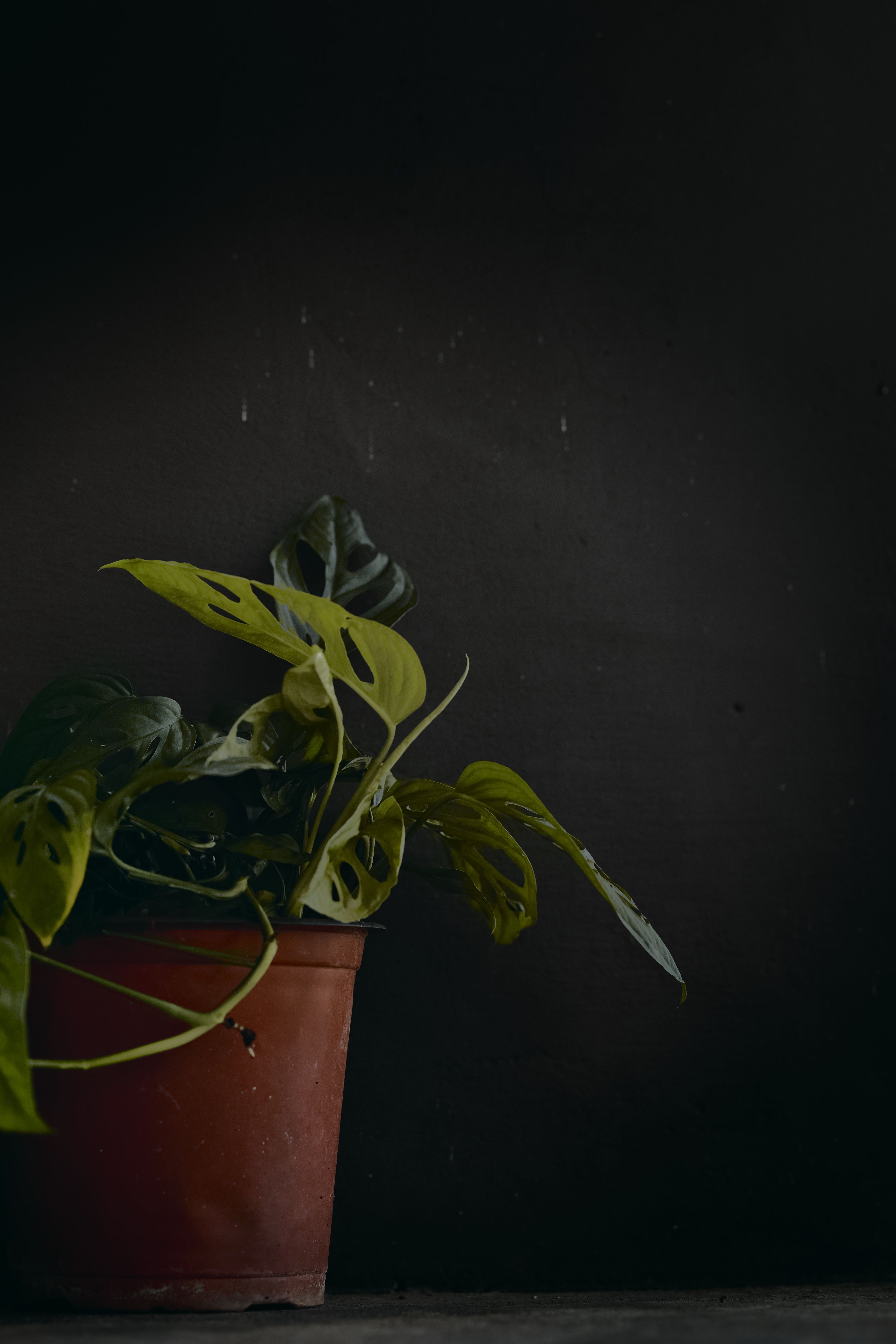 Dark moody green yellow monstera adansonii plant · Free Stock Photo