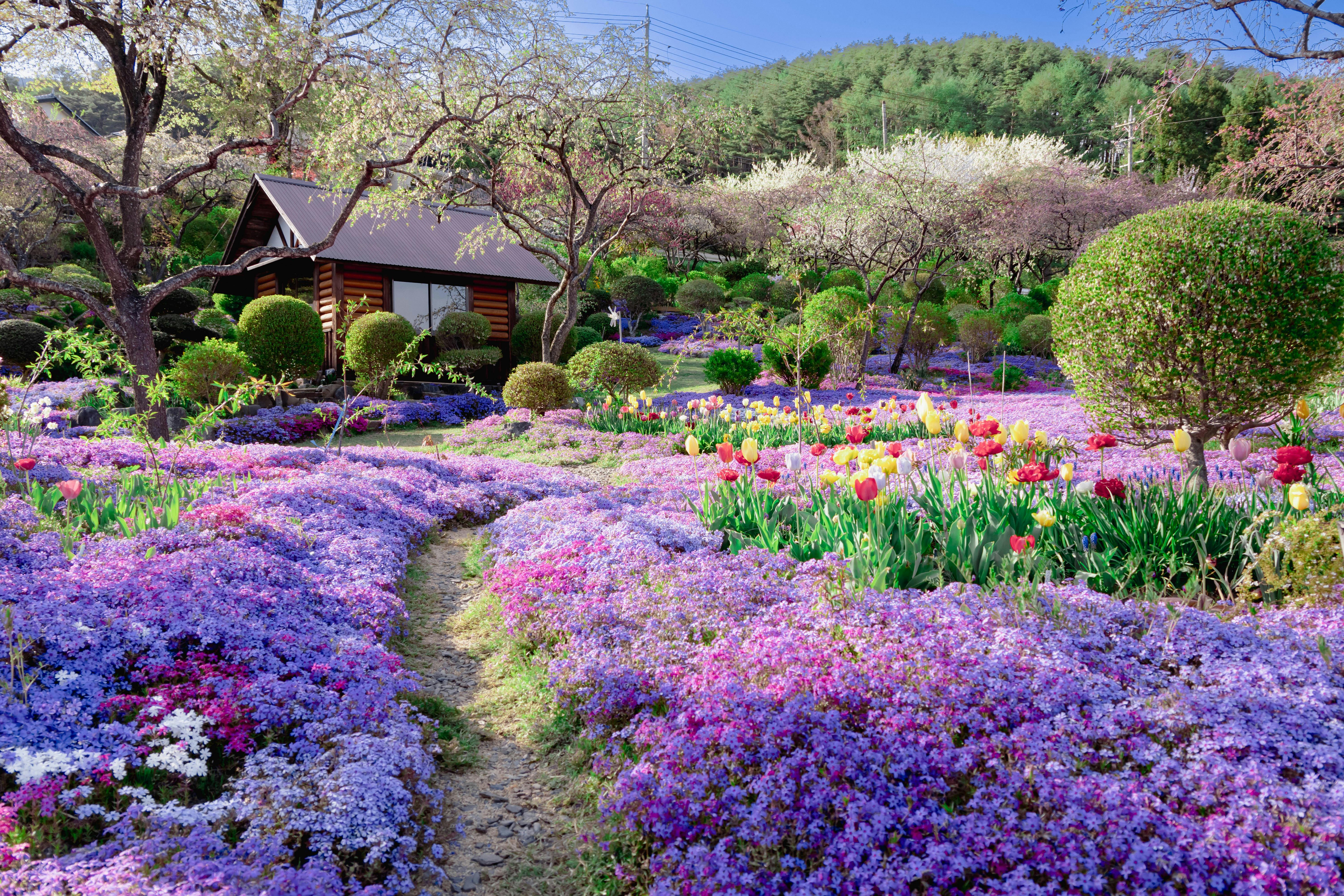 Flowers and Trees in Garden · Free Stock Photo