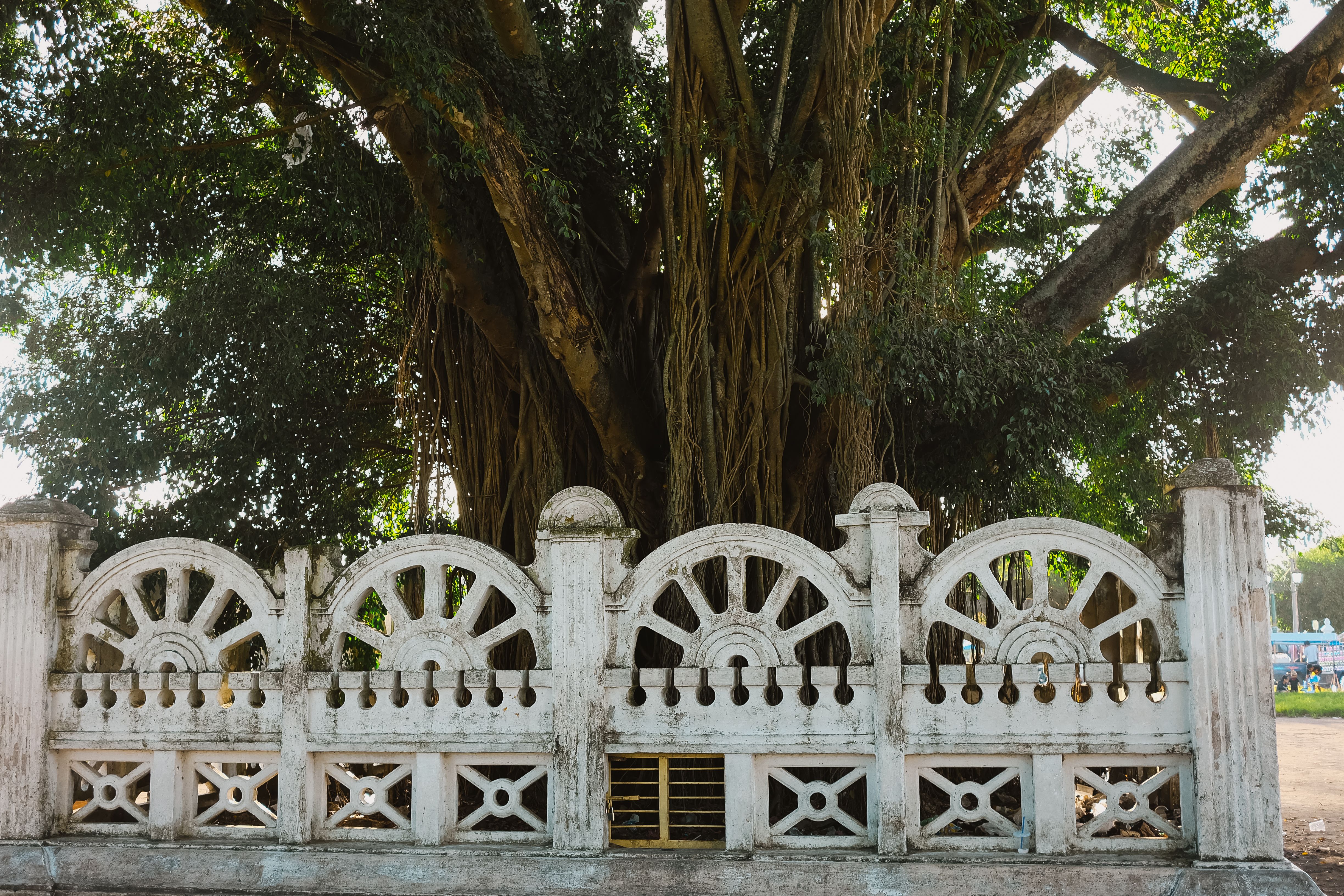 Majestic Tree behind Fence · Free Stock Photo
