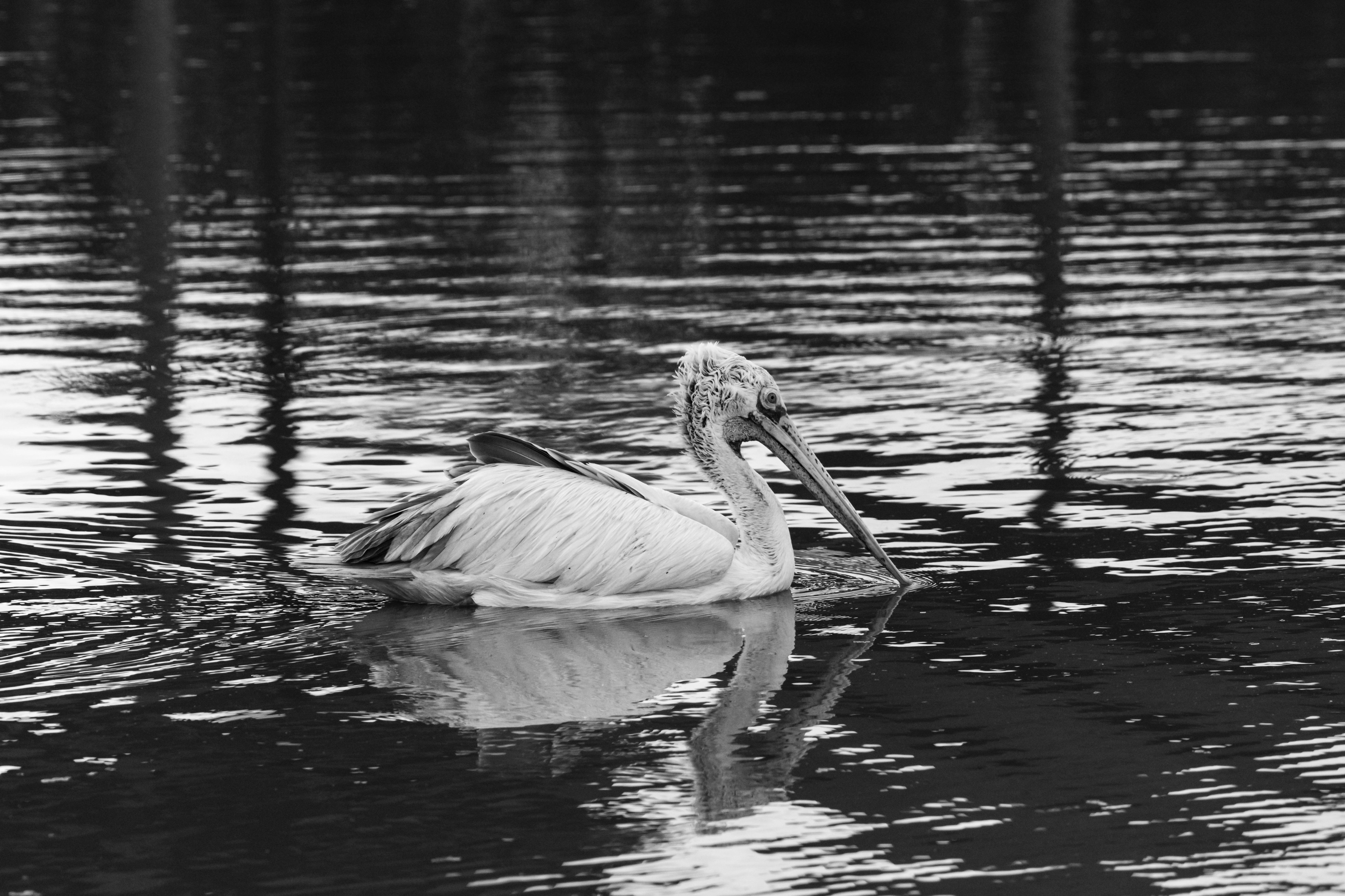 Black and White Photography of a Pelican on the Water · Free Stock Photo